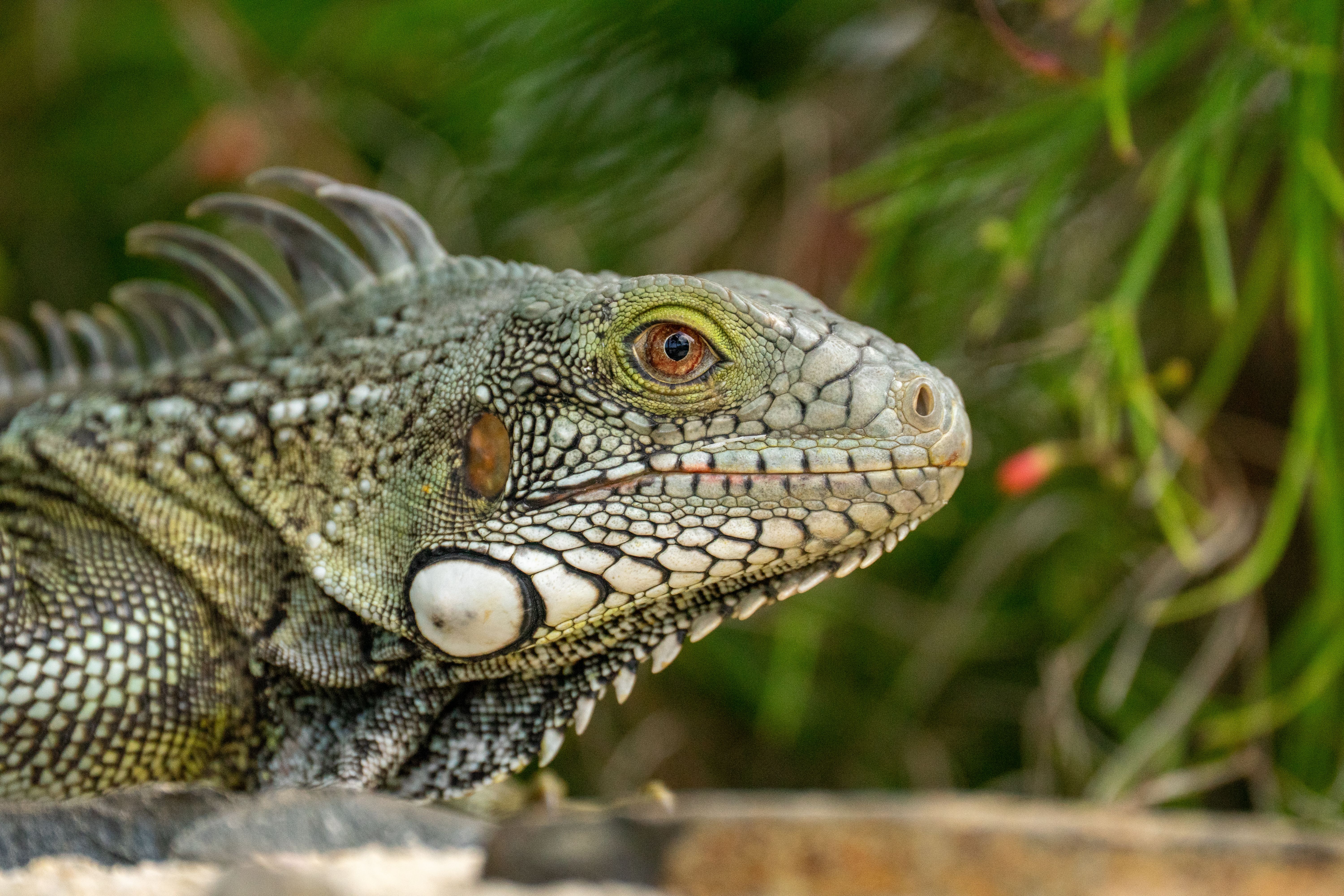Close-Up of Green Iguana in Curaçao Garden · Free Stock Photo