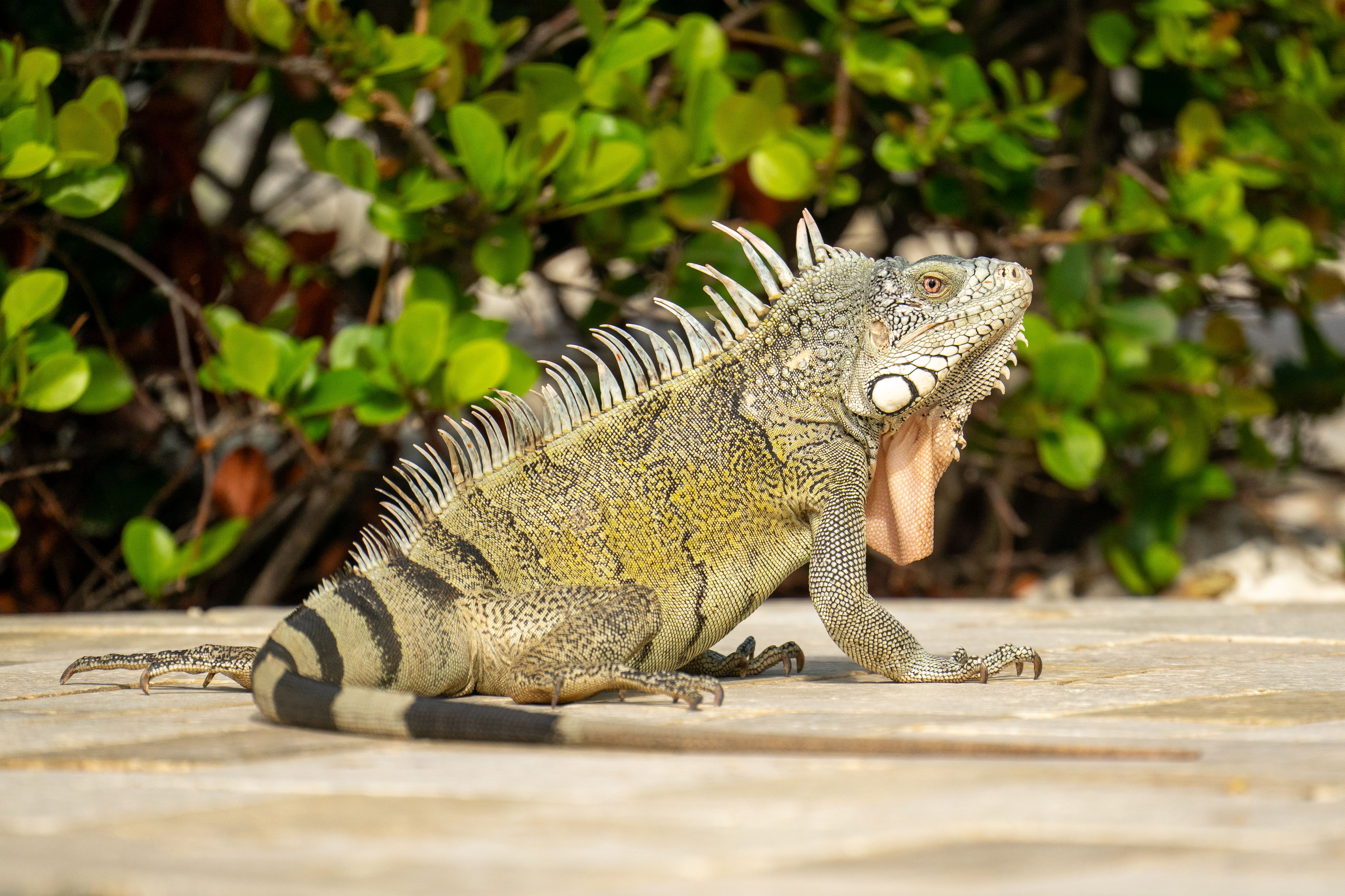 Green Iguana in Natural Habitat, Curaçao · Free Stock Photo