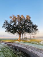 Oak Tree Photos, Download The BEST Free Oak Tree Stock Photos & HD Images