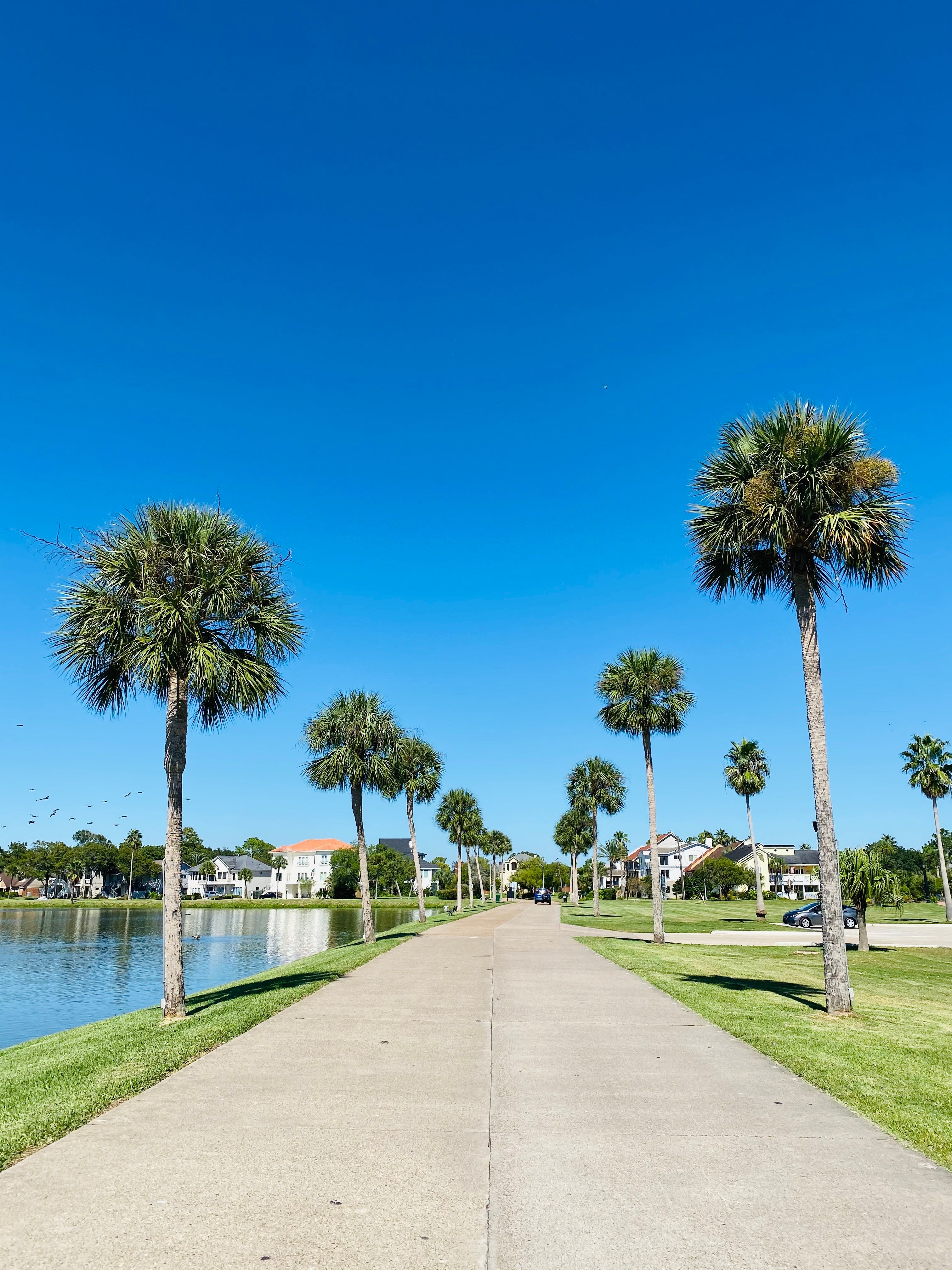 Sunny Palm Tree Pathway Alongside Lake · Free Stock Photo