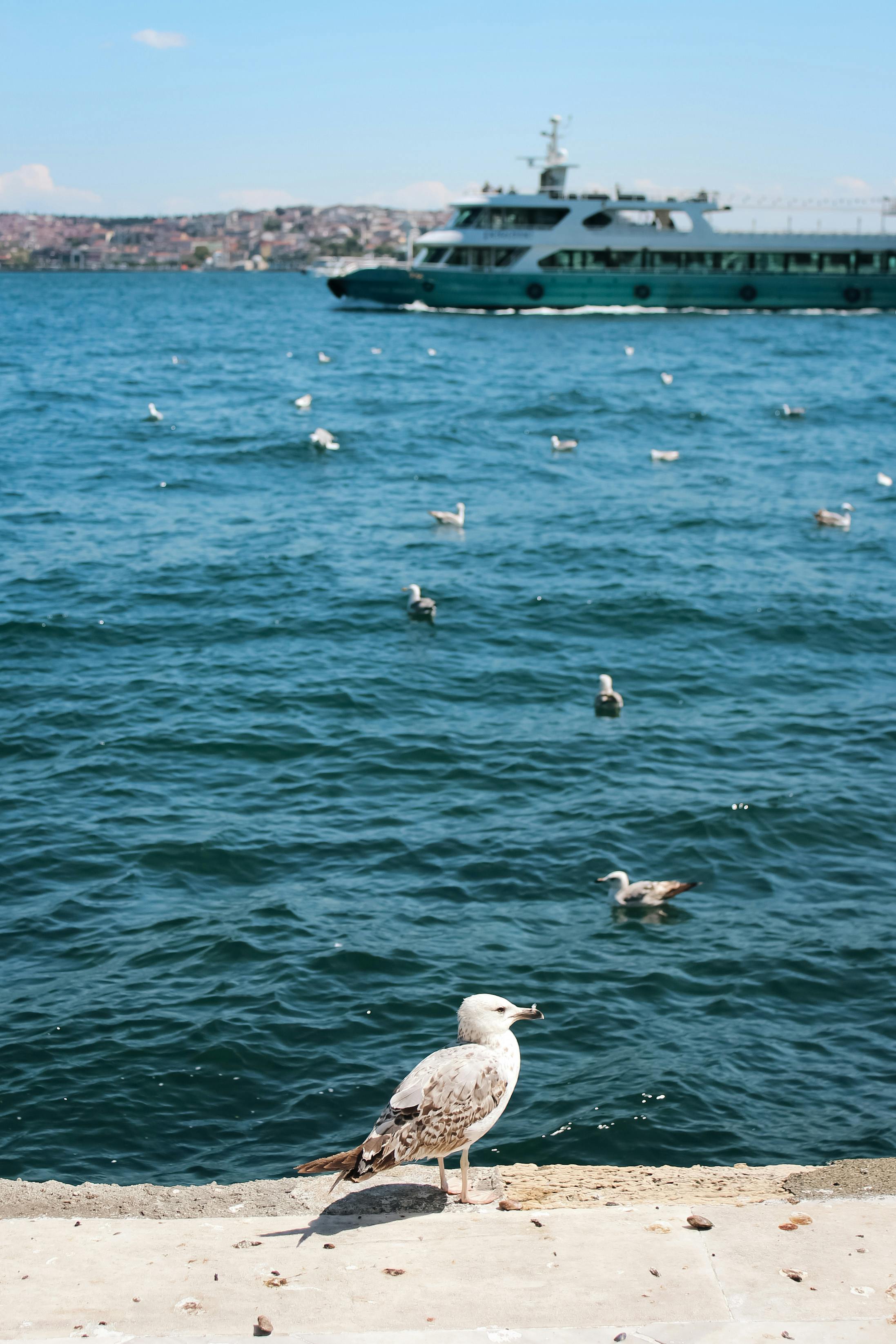 Seagull by the Bosphorus with Ferry in View · Free Stock Photo