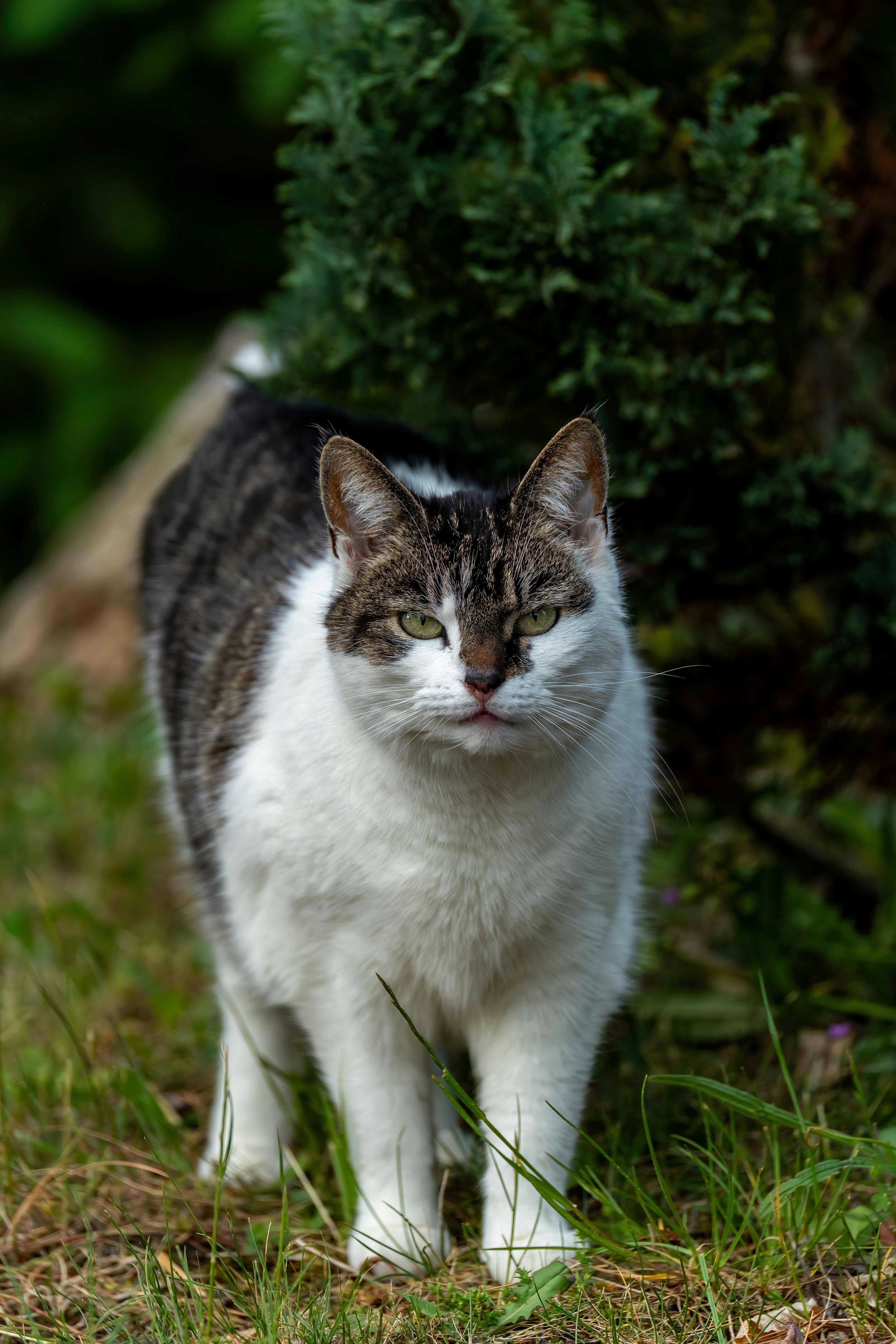 Domestic Cat Strolling in a Lush Garden · Free Stock Photo
