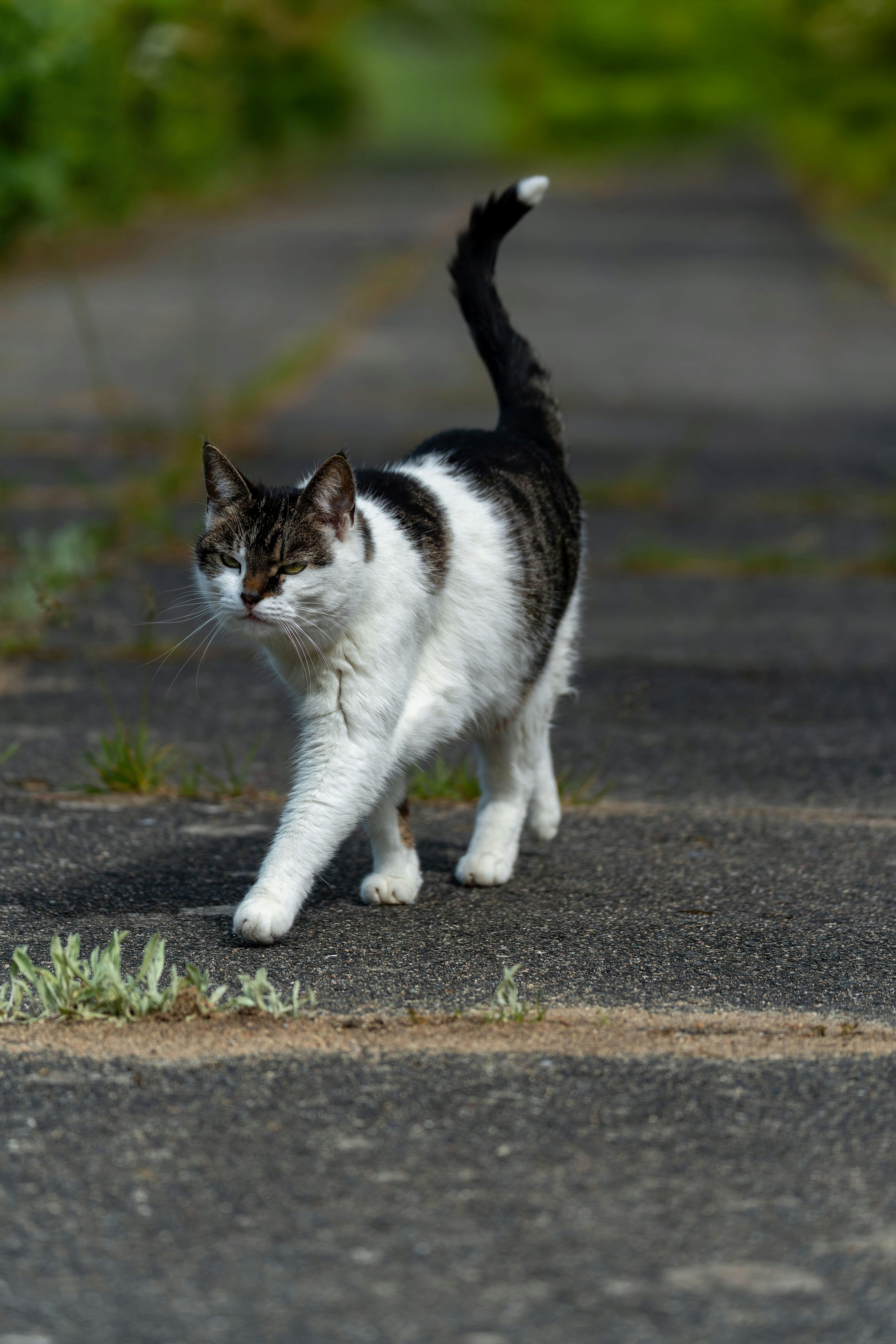 Domestic Cat Walking on Outdoor Pathway · Free Stock Photo