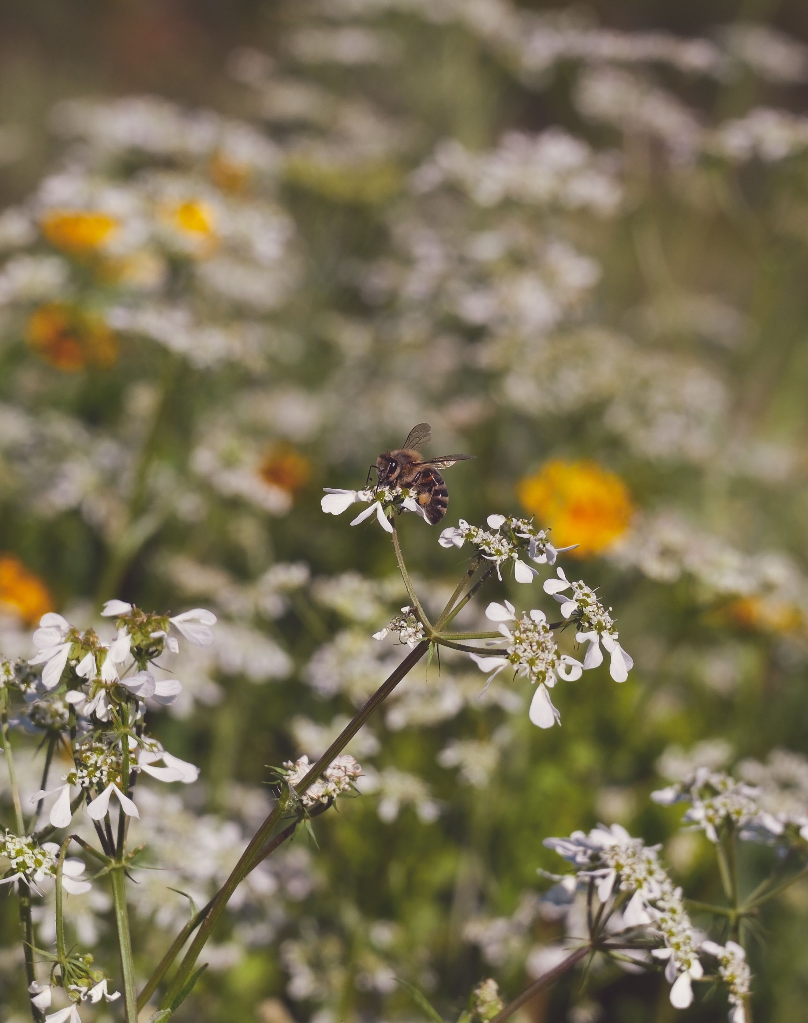 Bee Pollinating Wildflower in Sunny Meadow · Free Stock Photo