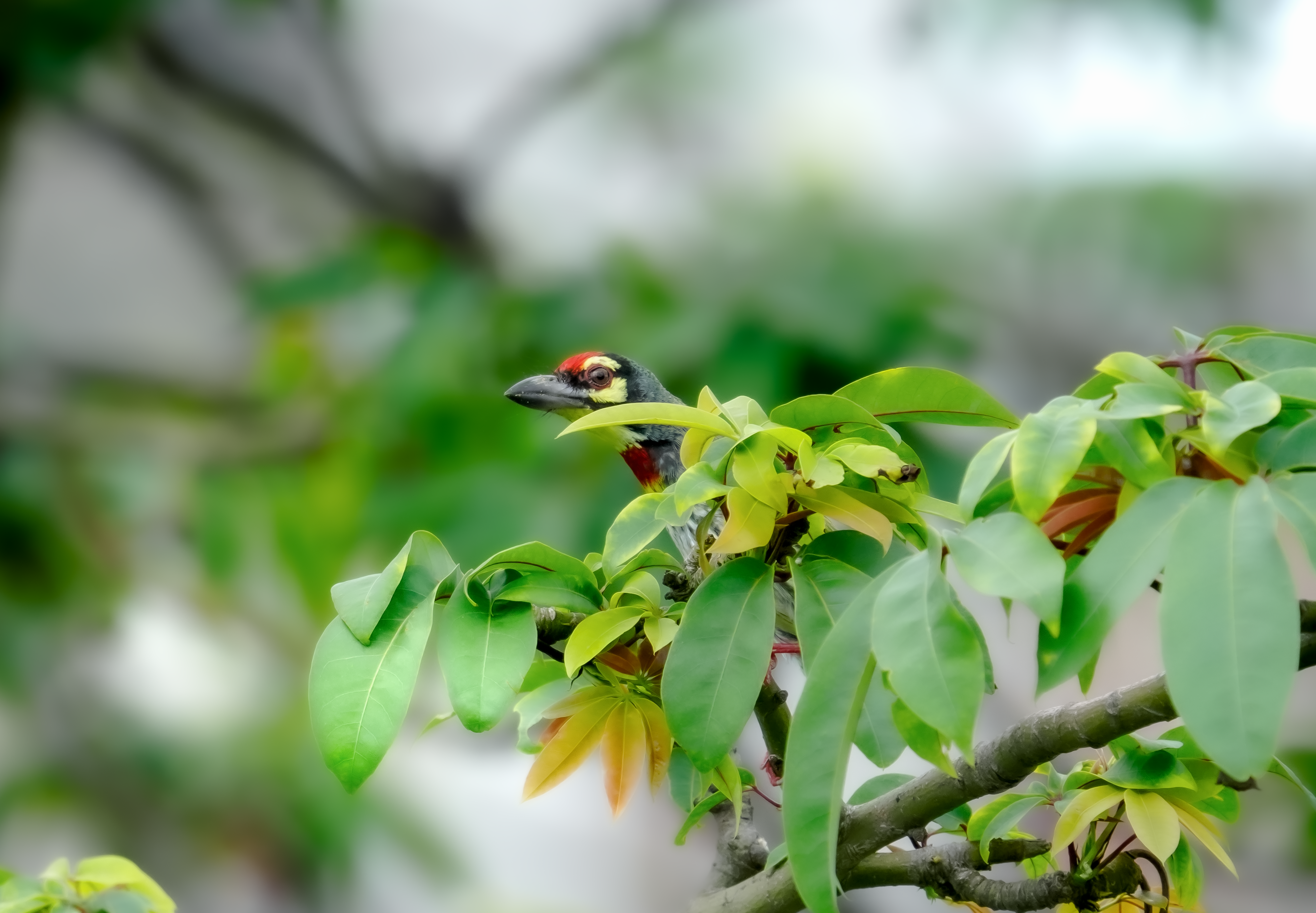 Colorful Bird in Kolkata's Lush Foliage · Free Stock Photo