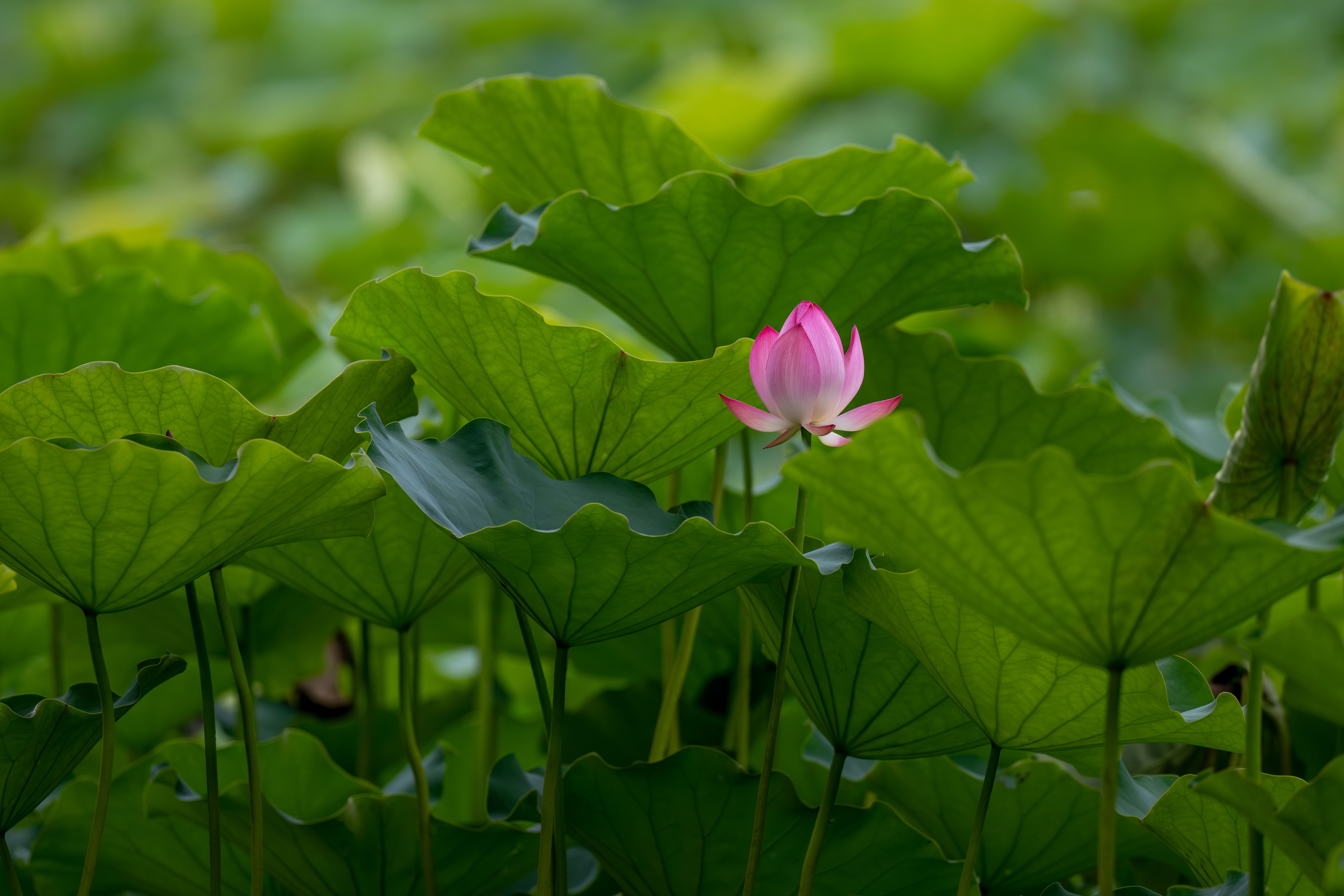 Vibrant Pink Lotus Amidst Lush Greenery · Free Stock Photo