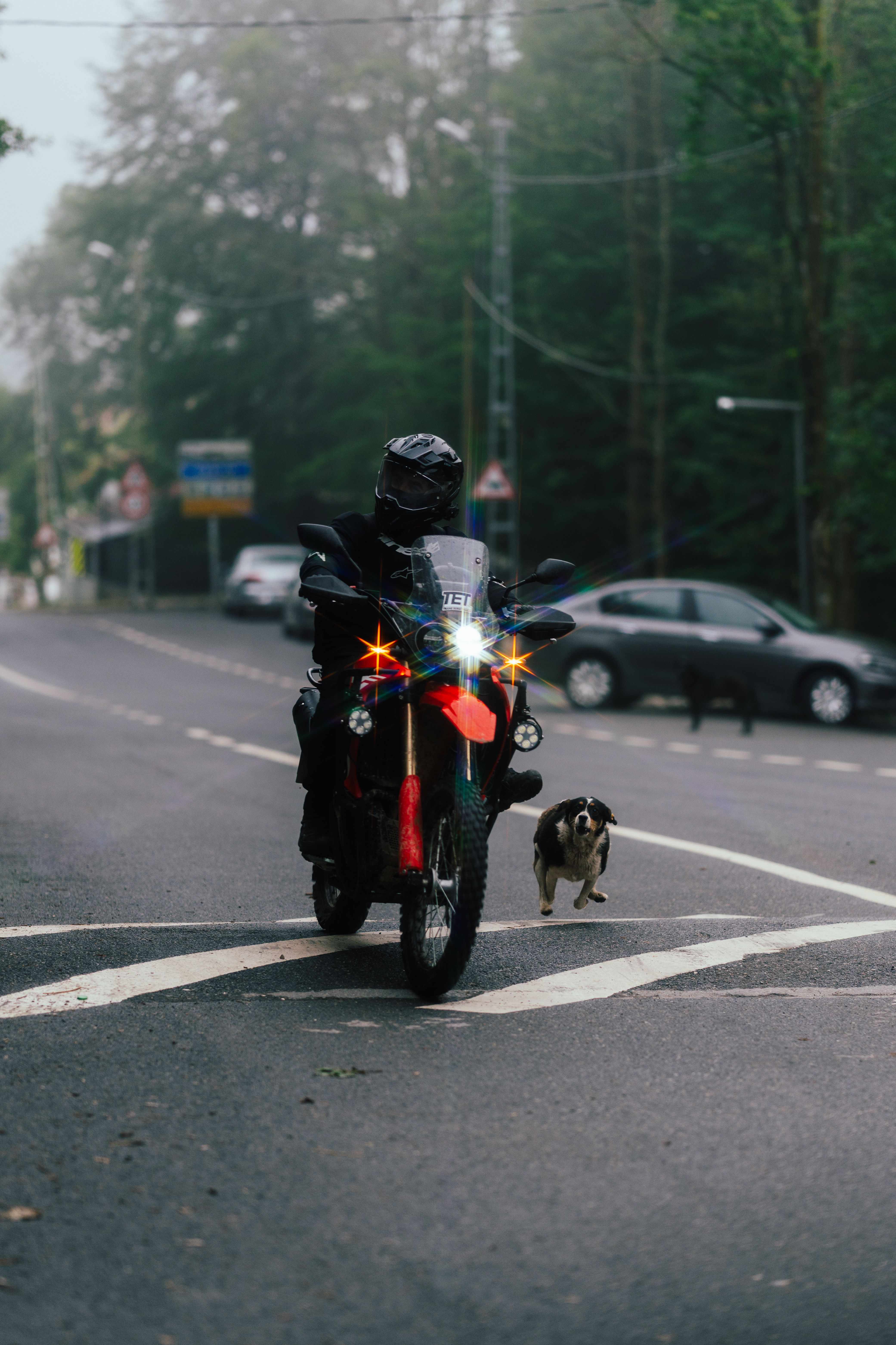 Chameleon Dog Photos, Download The BEST Free Chameleon Dog Stock Photos ...