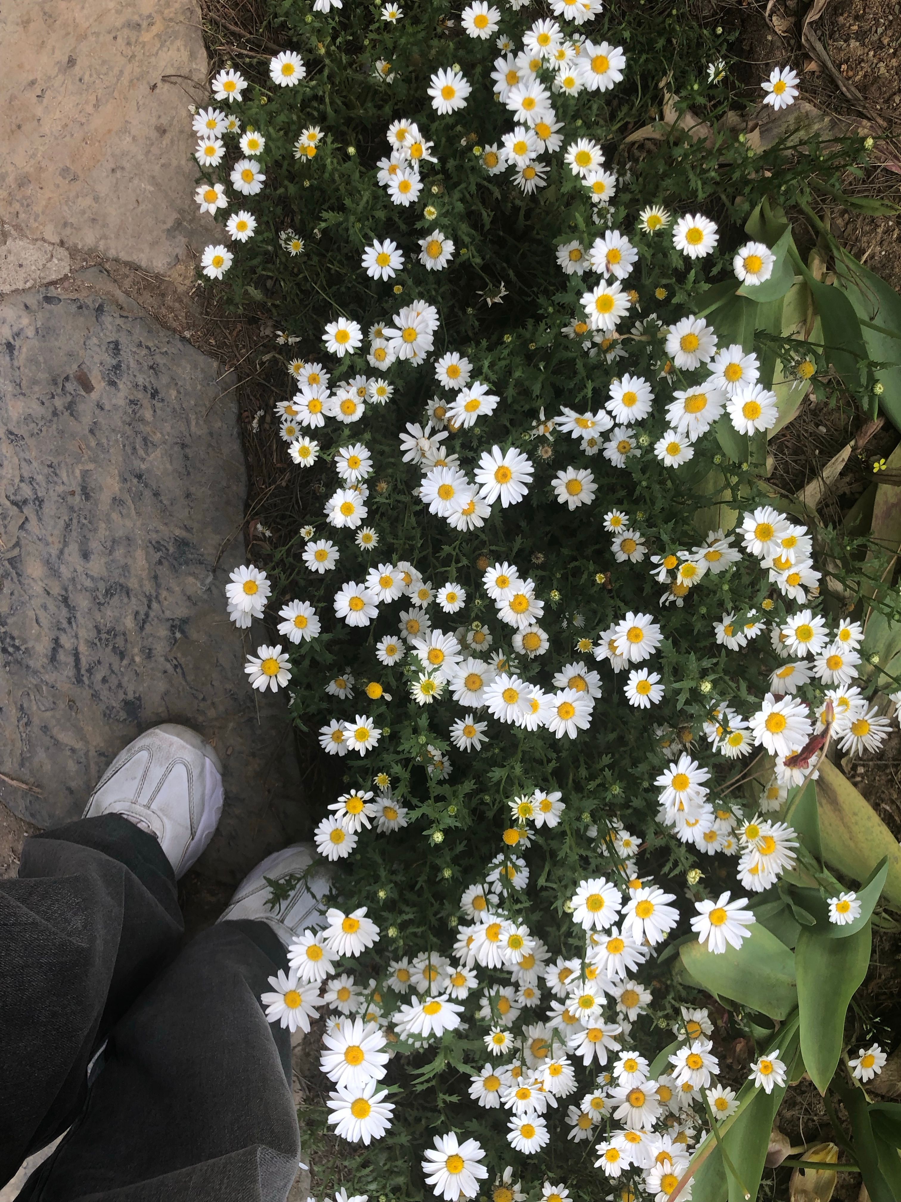 Top View of Daisies in a Garden Setting · Free Stock Photo