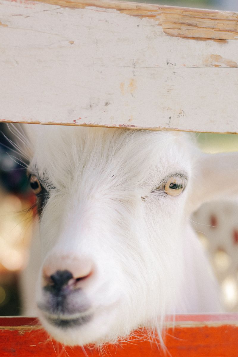 Goat Face Photos, Download The BEST Free Goat Face Stock Photos & HD Images