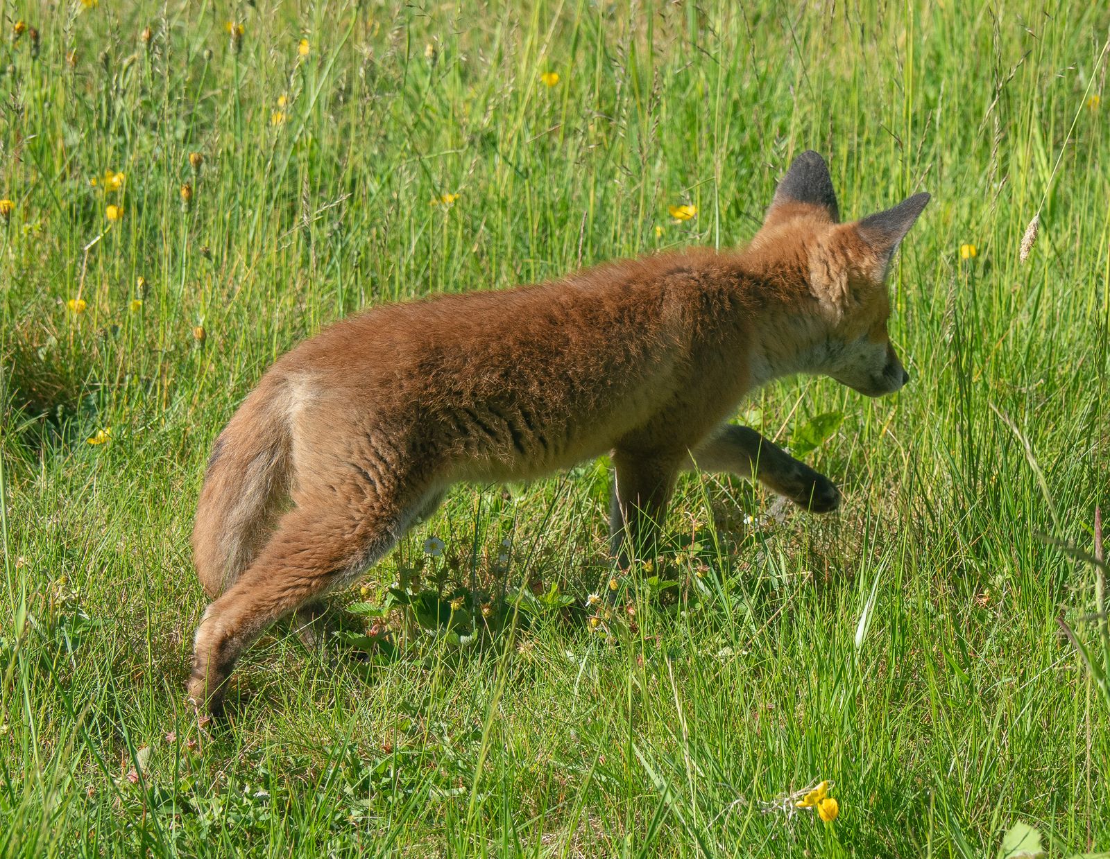 Red Fox Photos, Download The BEST Free Red Fox Stock Photos & HD Images