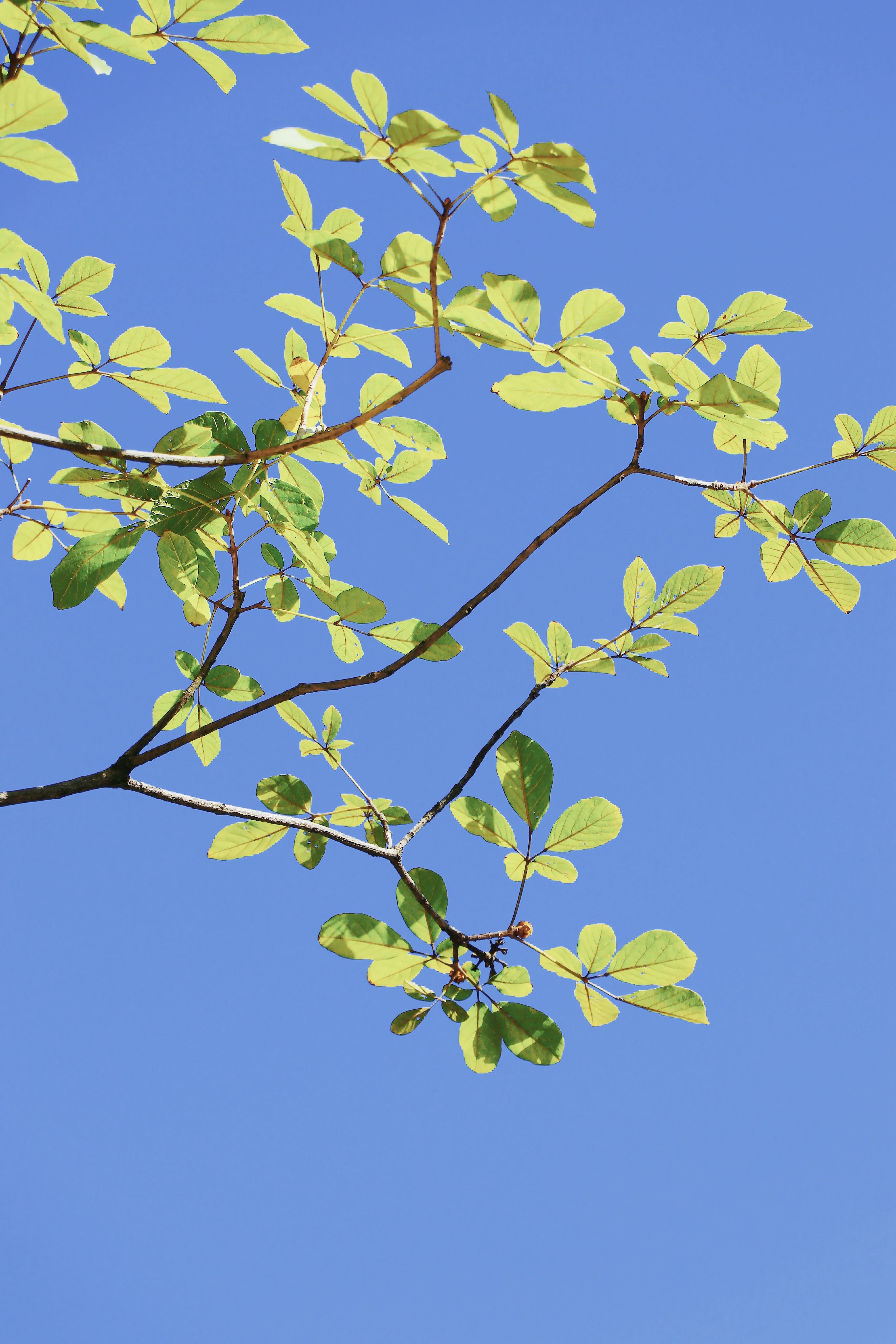 Transparent Tree Background Photos, Download The BEST Free Transparent ...