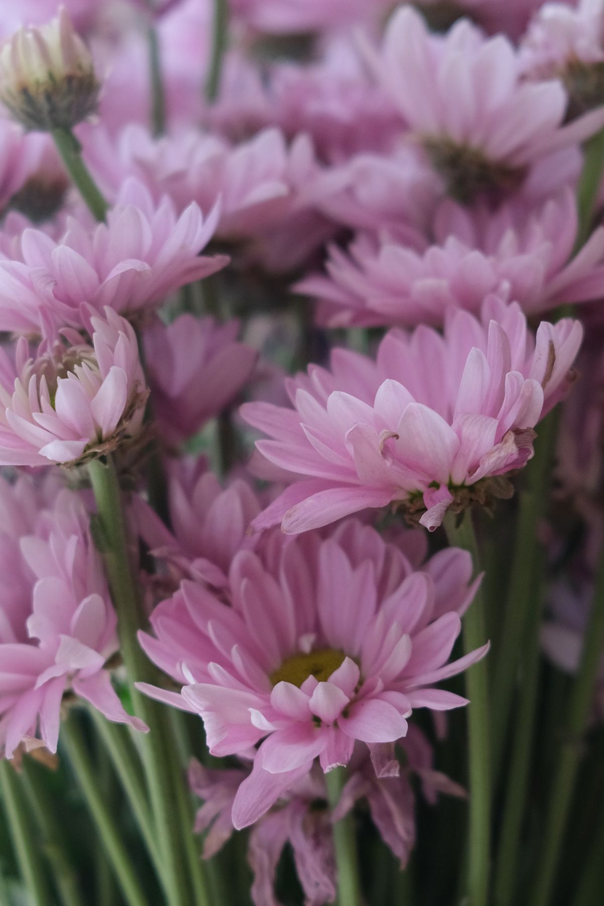 Pretty Pink Background Photos, Download The BEST Free Pretty Pink ...
