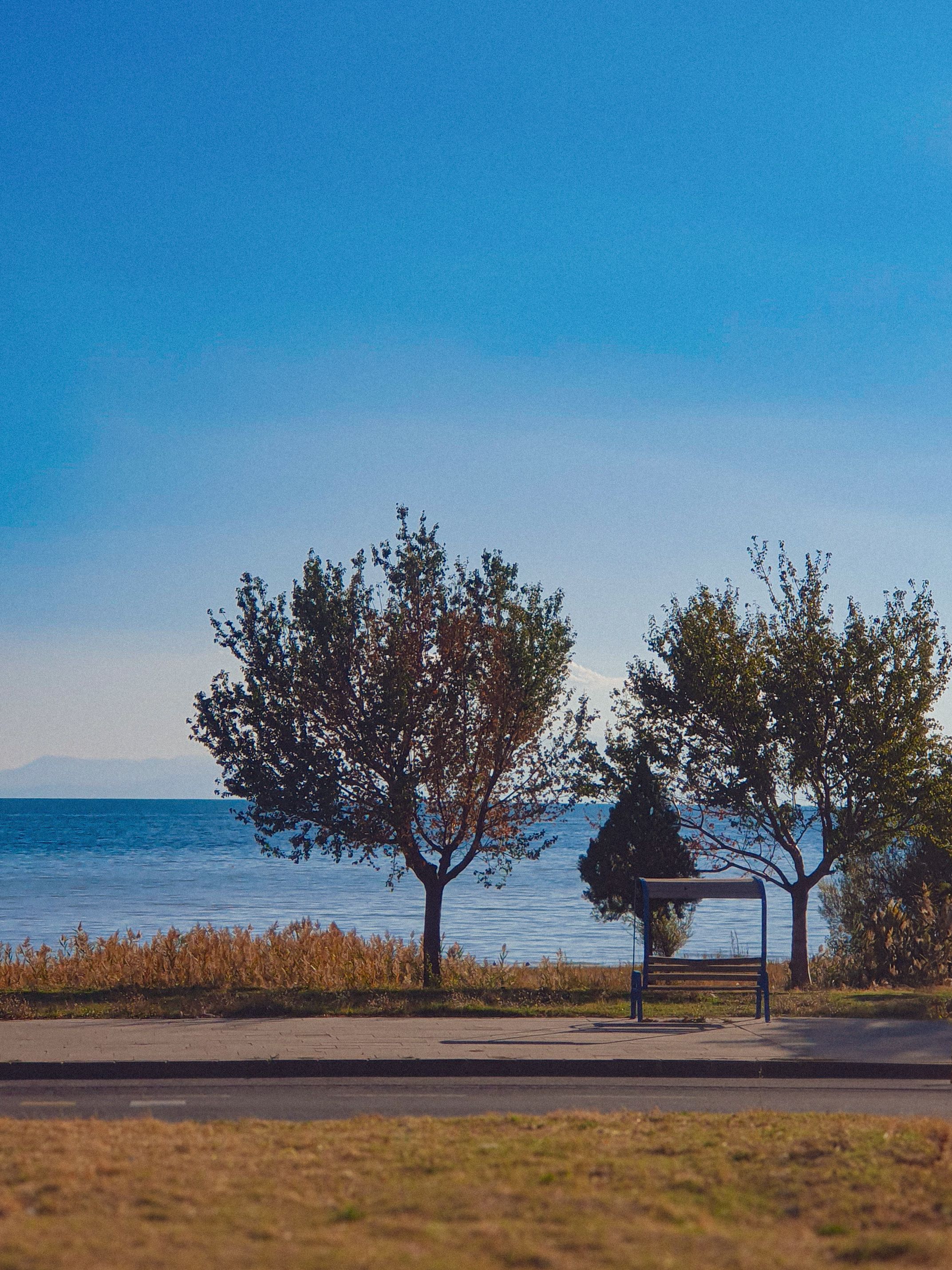 Serene Seaside View with Tree and Bench · Free Stock Photo