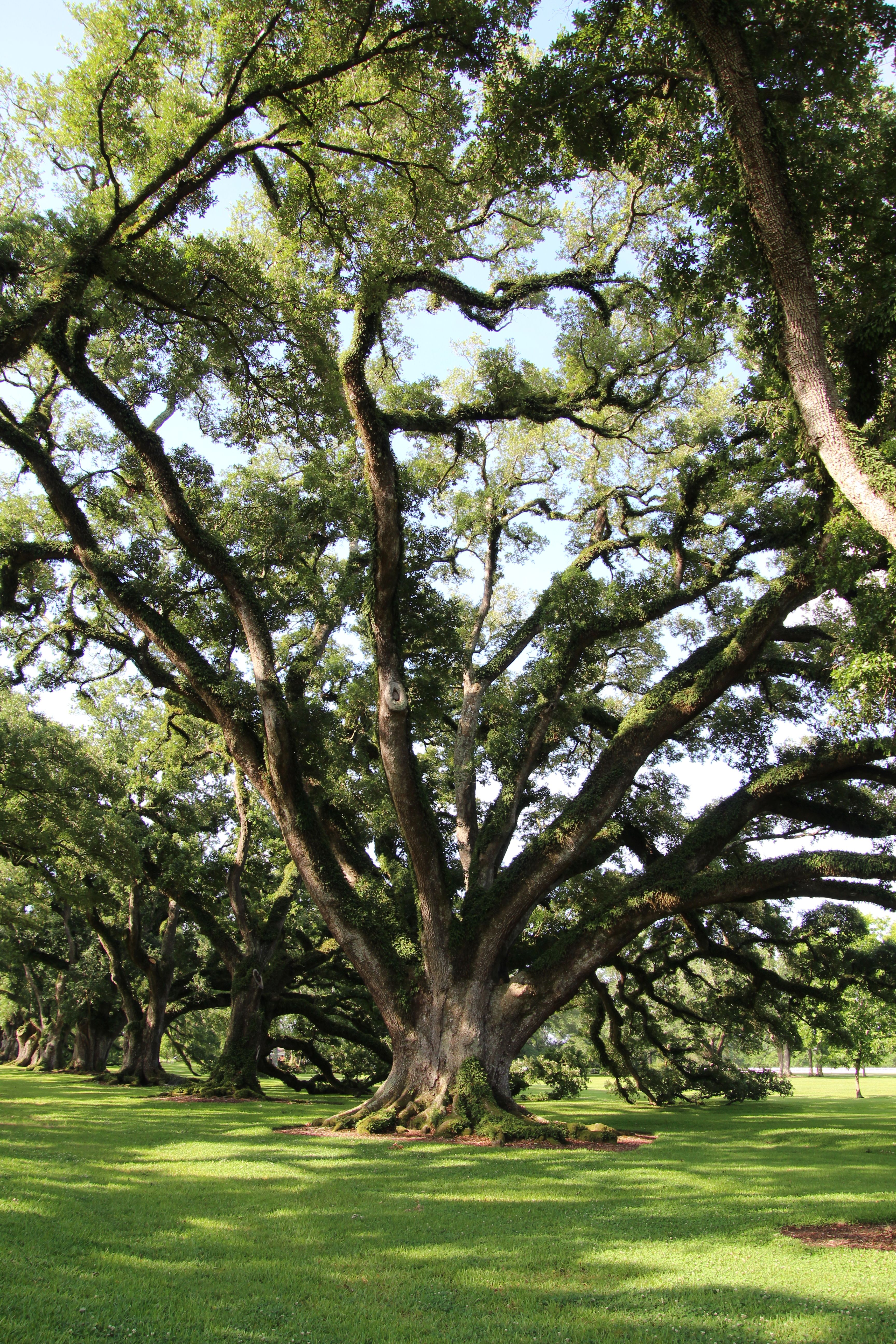 Majestic Southern Oak Tree in Sunlit Park · Free Stock Photo
