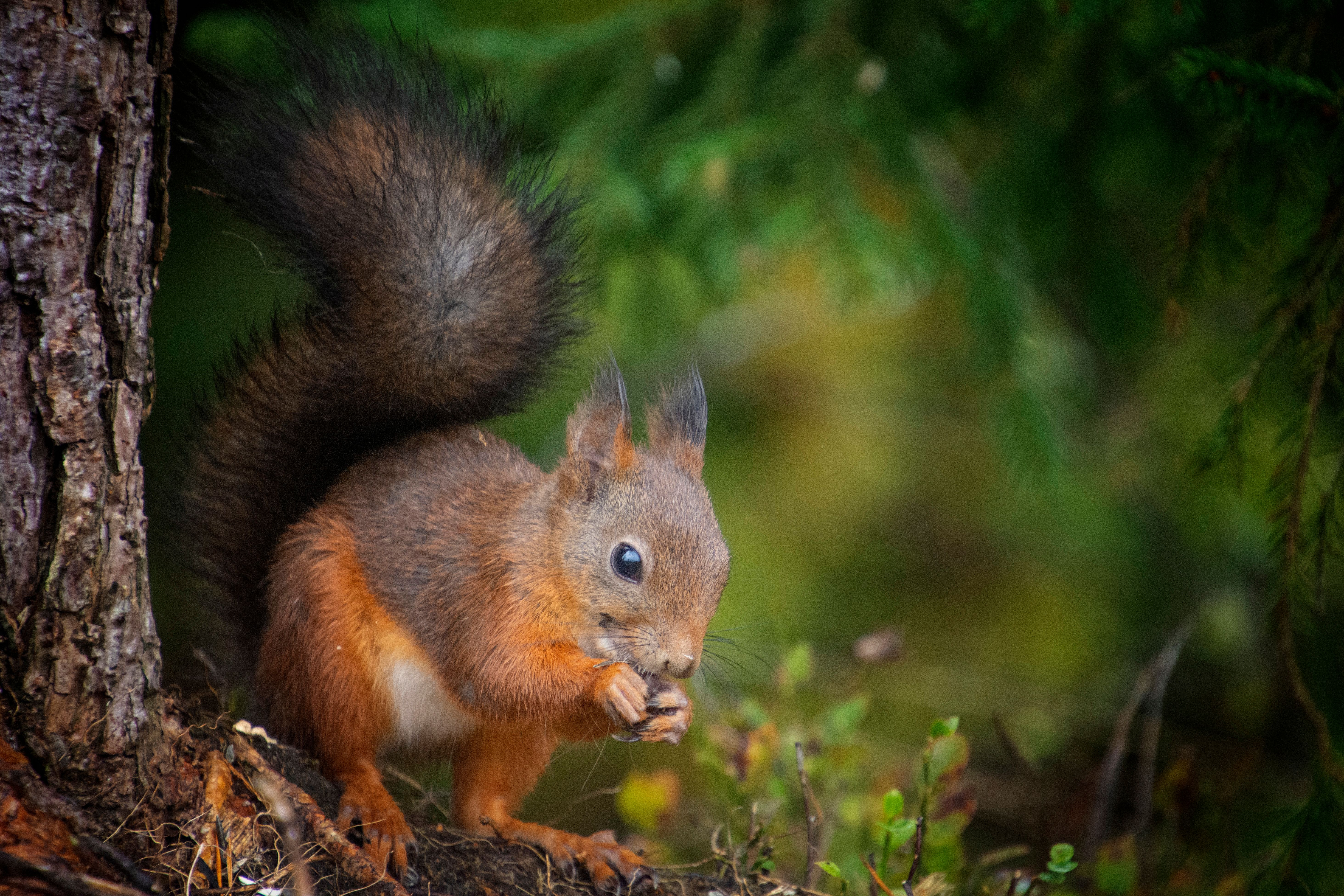 Close-up of a Red Squirrel Eating in Forest · Free Stock Photo