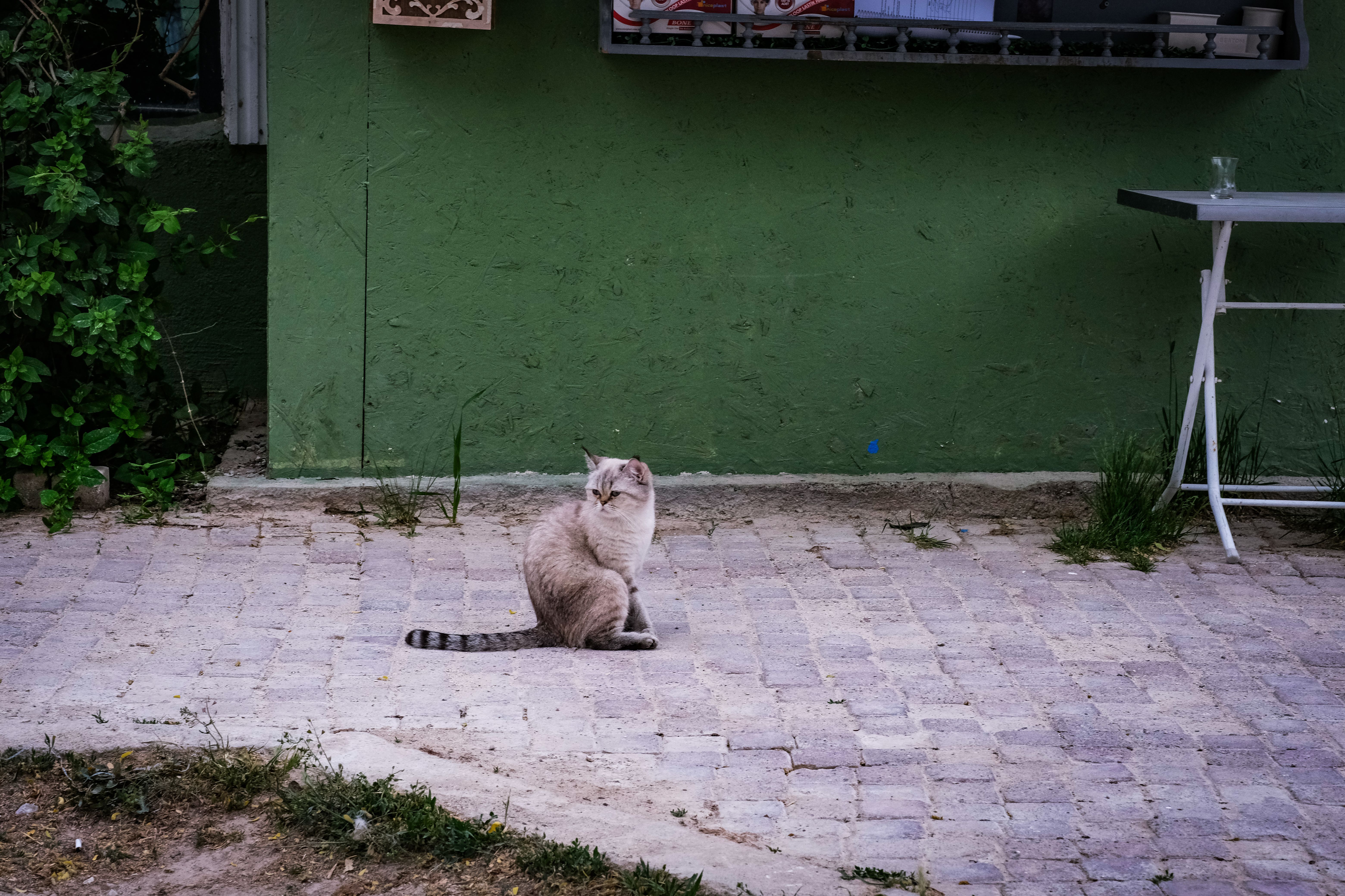 Mitos Felin Farato Photos, Download The BEST Free Mitos Felin Farato ...