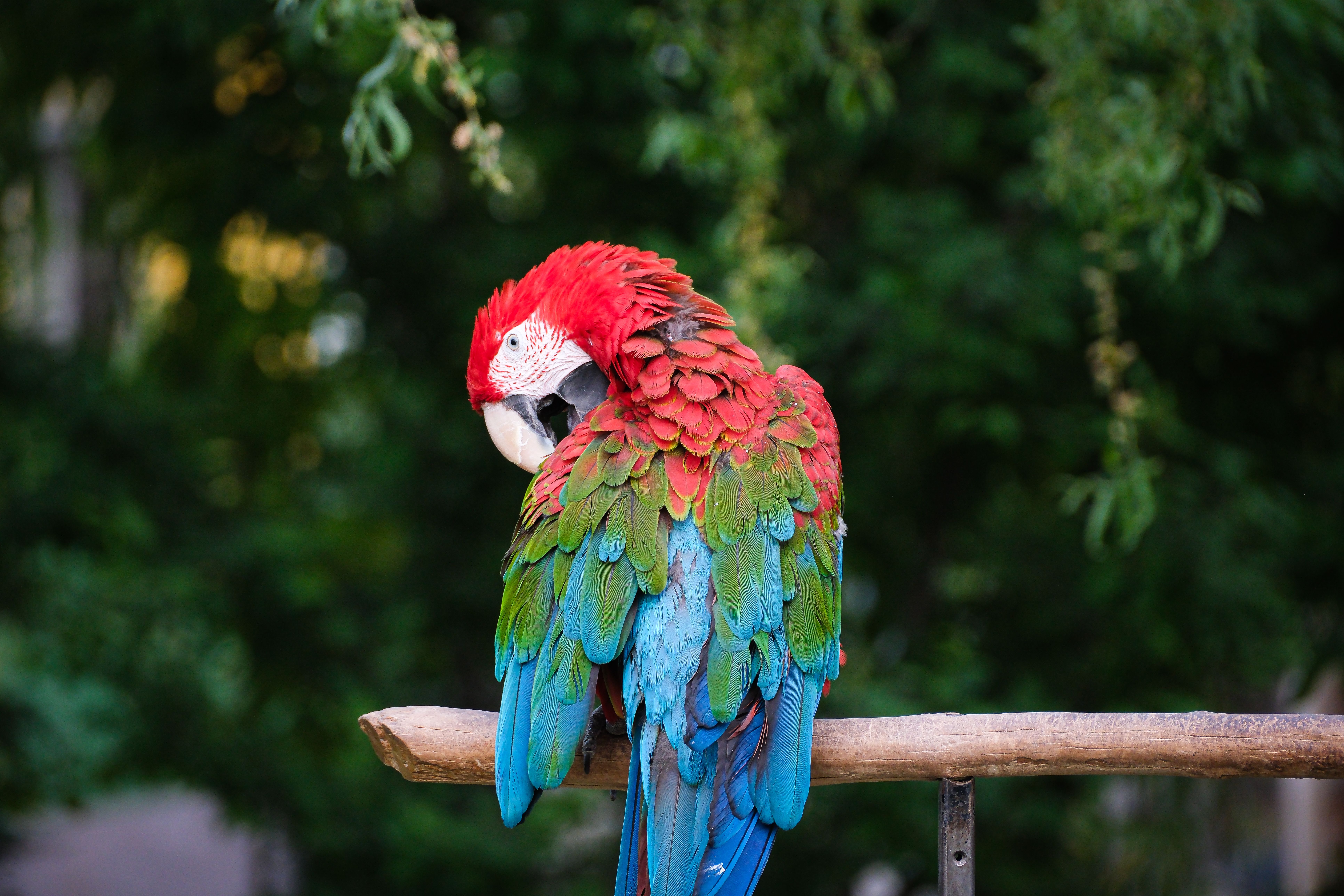 Colorful Macaw Perched in Lush Greenery · Free Stock Photo