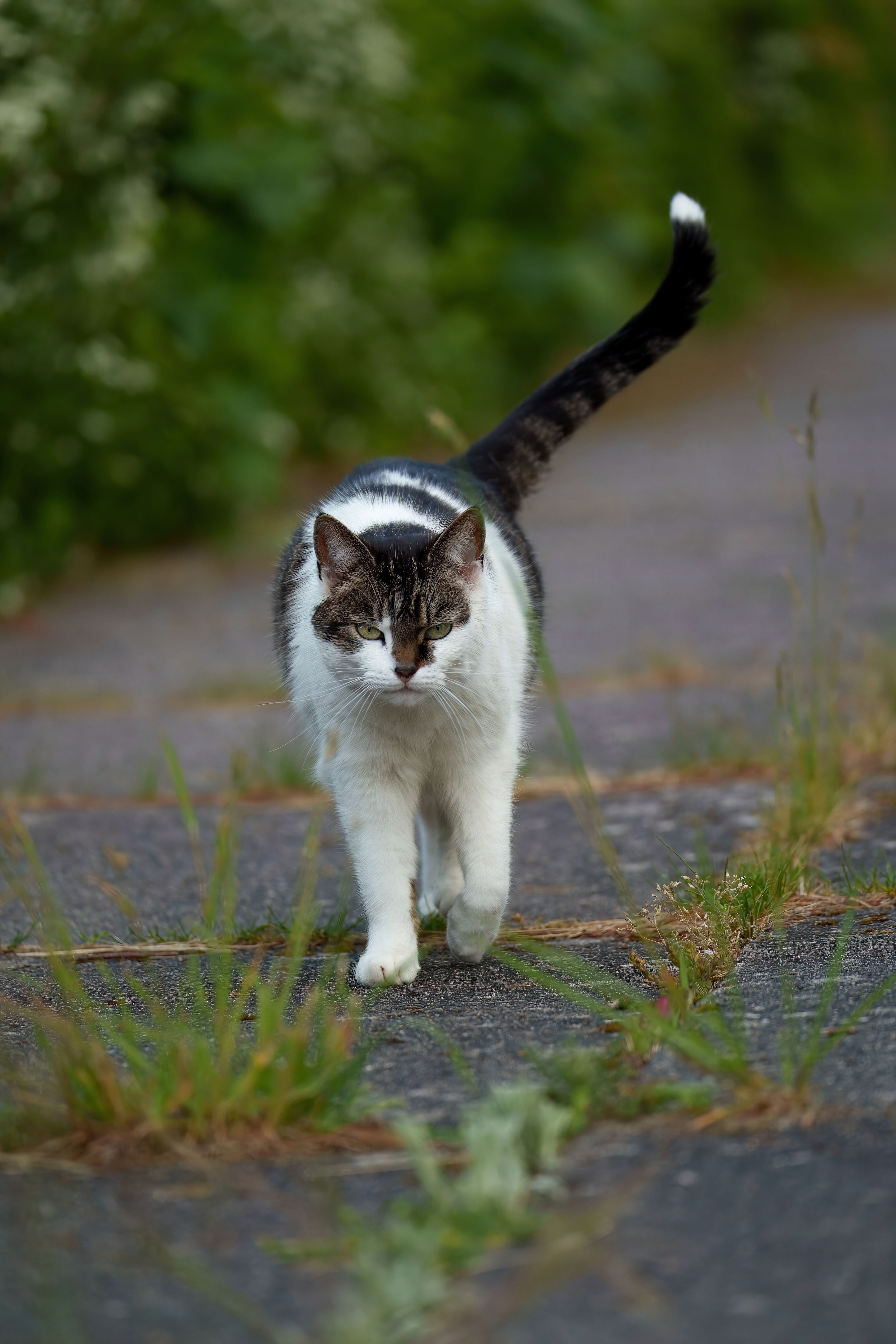 Close-up of a Stray Cat Walking Outdoors · Free Stock Photo