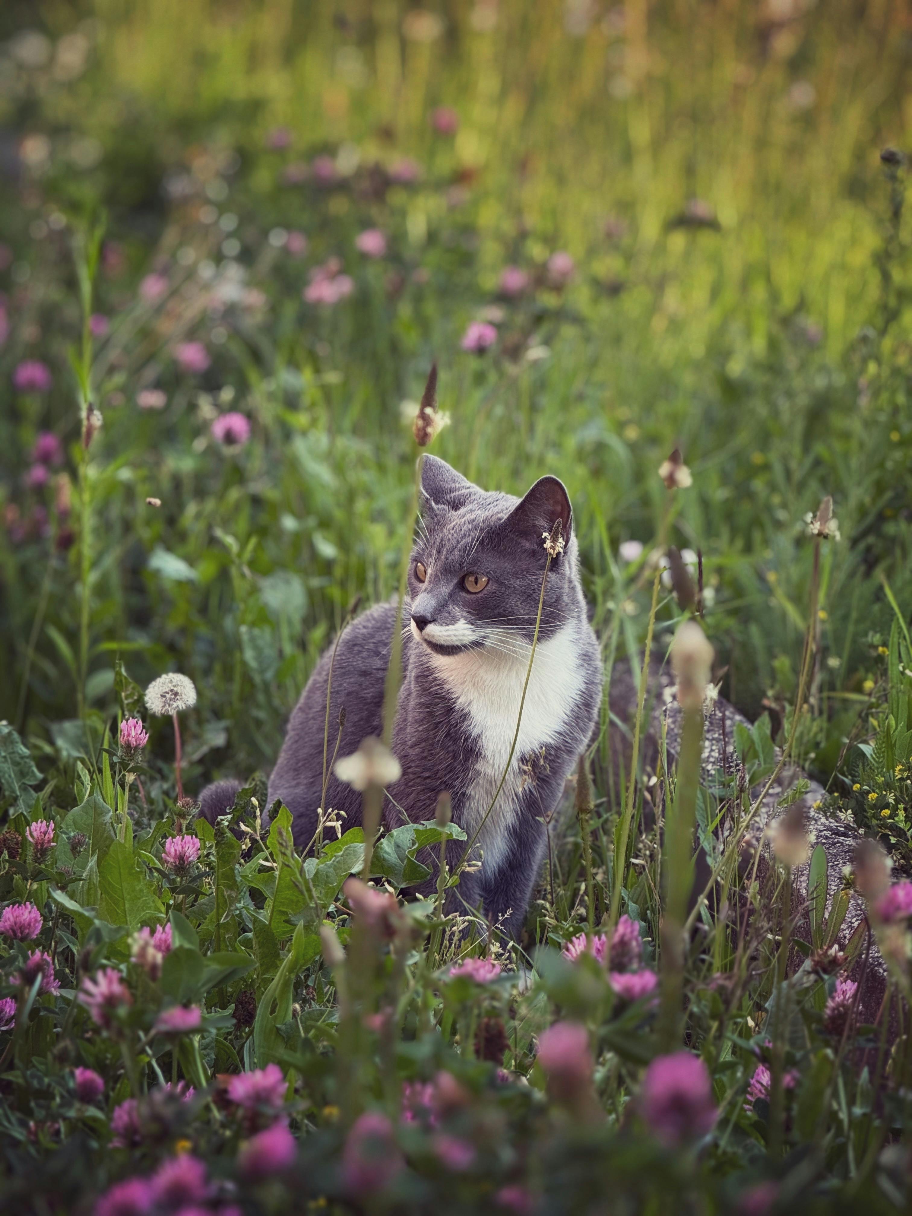 Gray cat in a blooming meadow during springtime · Free Stock Photo