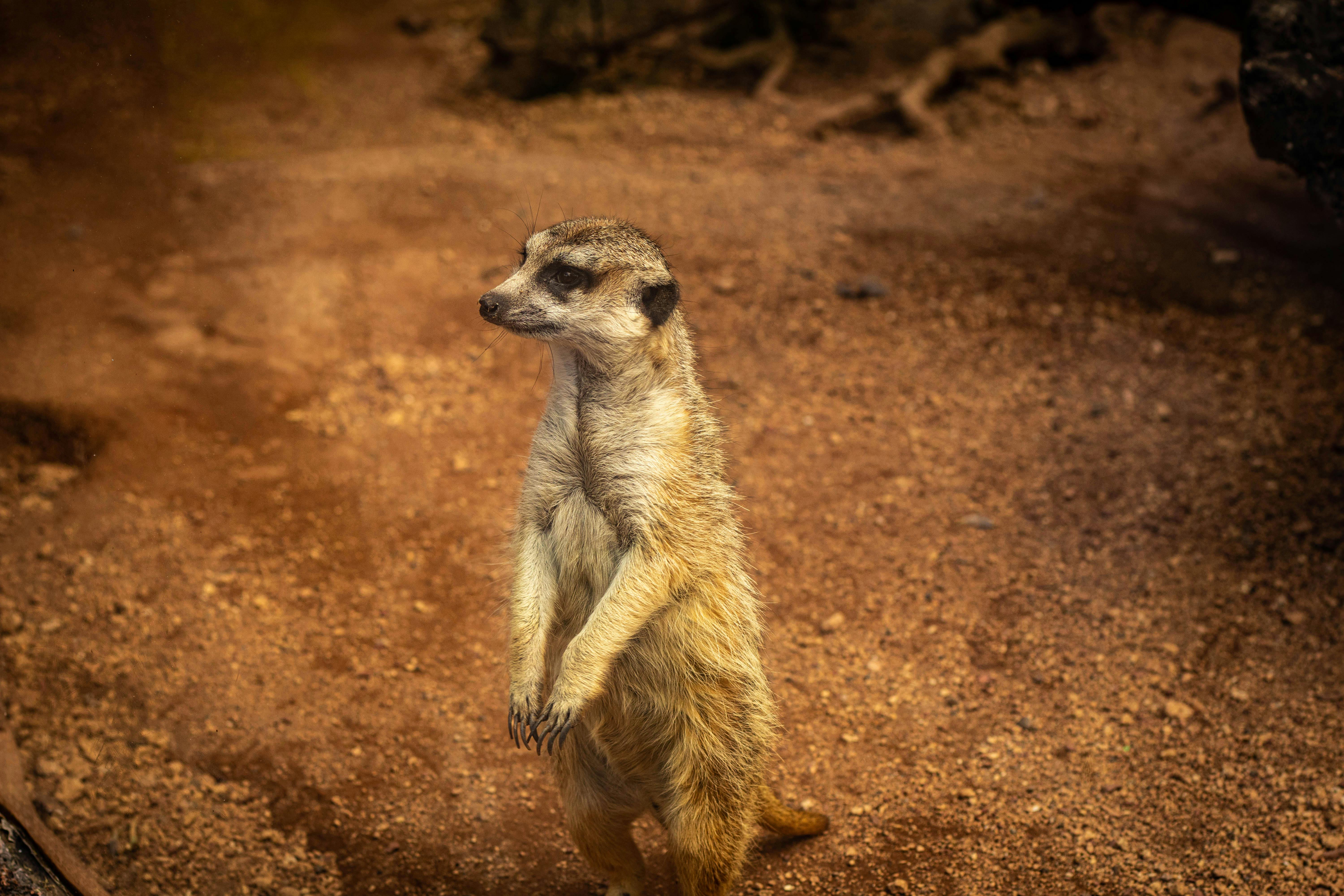 Mdf Texture Photos, Download The BEST Free Mdf Texture Stock Photos ...