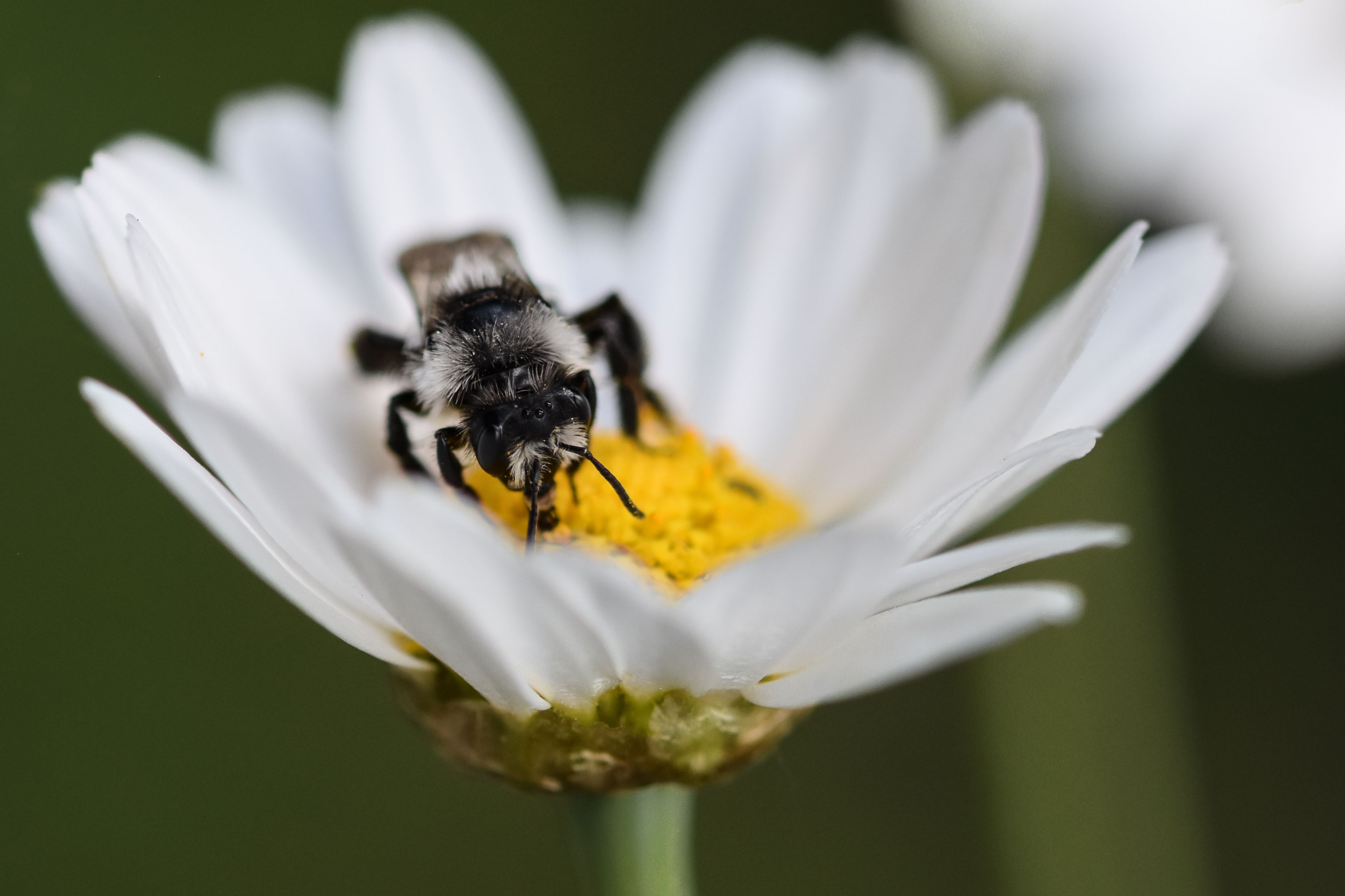 Macro Shot of Bee on White Daisy Flower in Bloom · Free Stock Photo