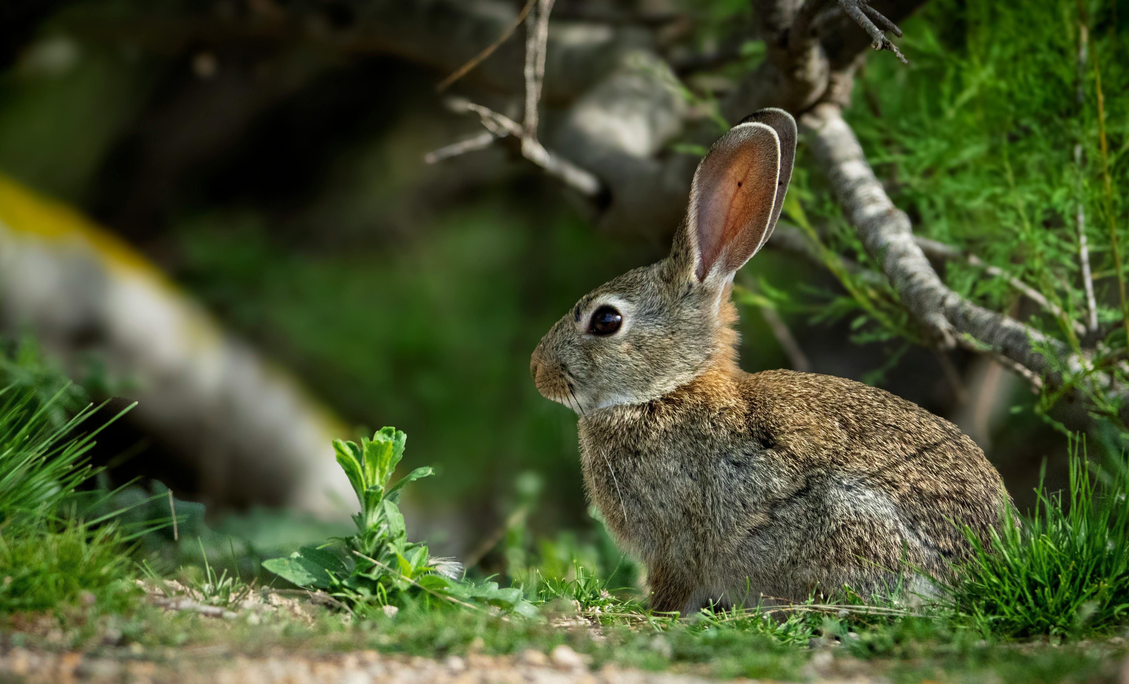 Primer Plano De Un Conejo Salvaje En Su Hábitat Natural · Foto de stock ...