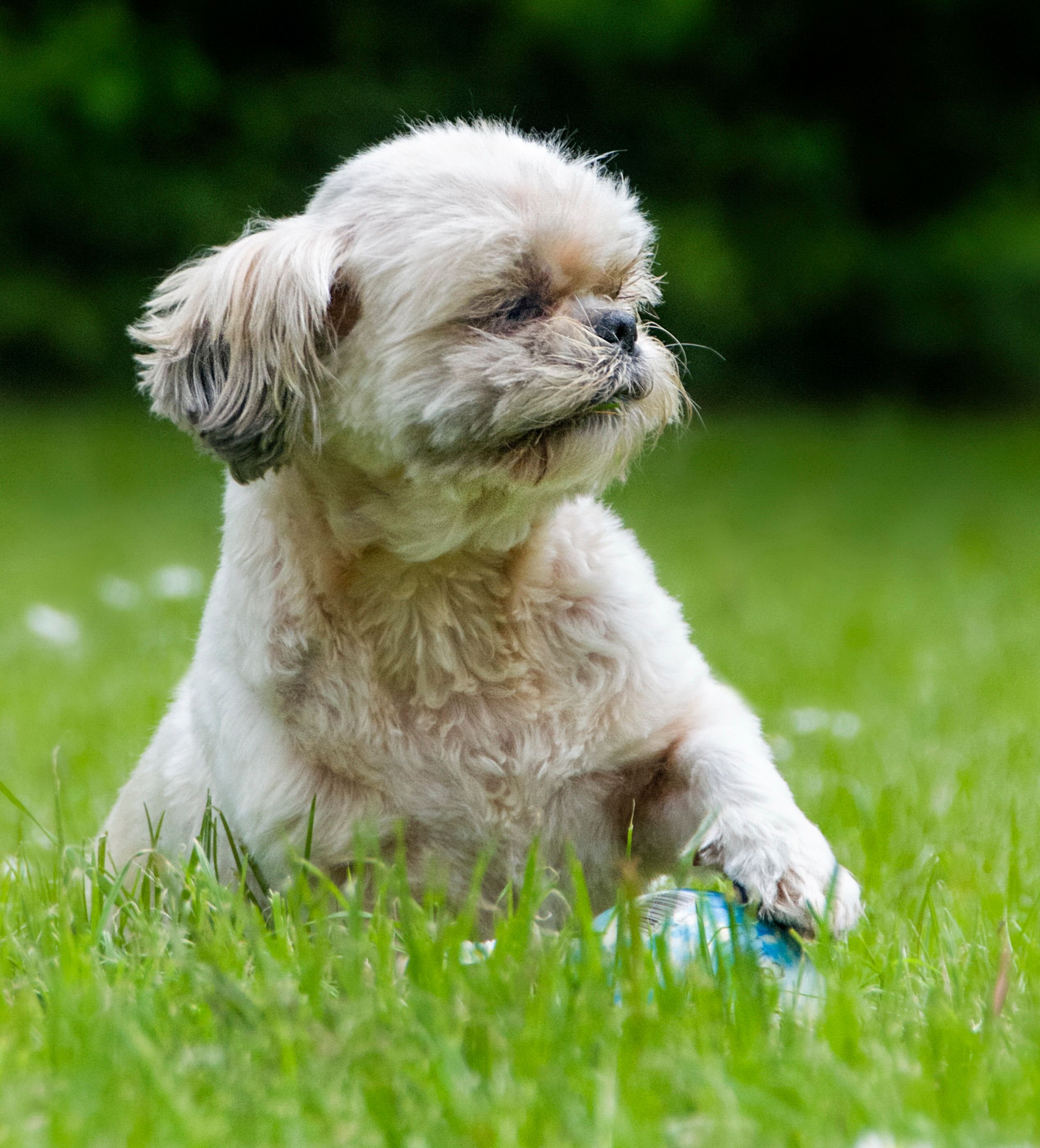 Simbol Loyal Photos, Download The BEST Free Simbol Loyal Stock Photos ...