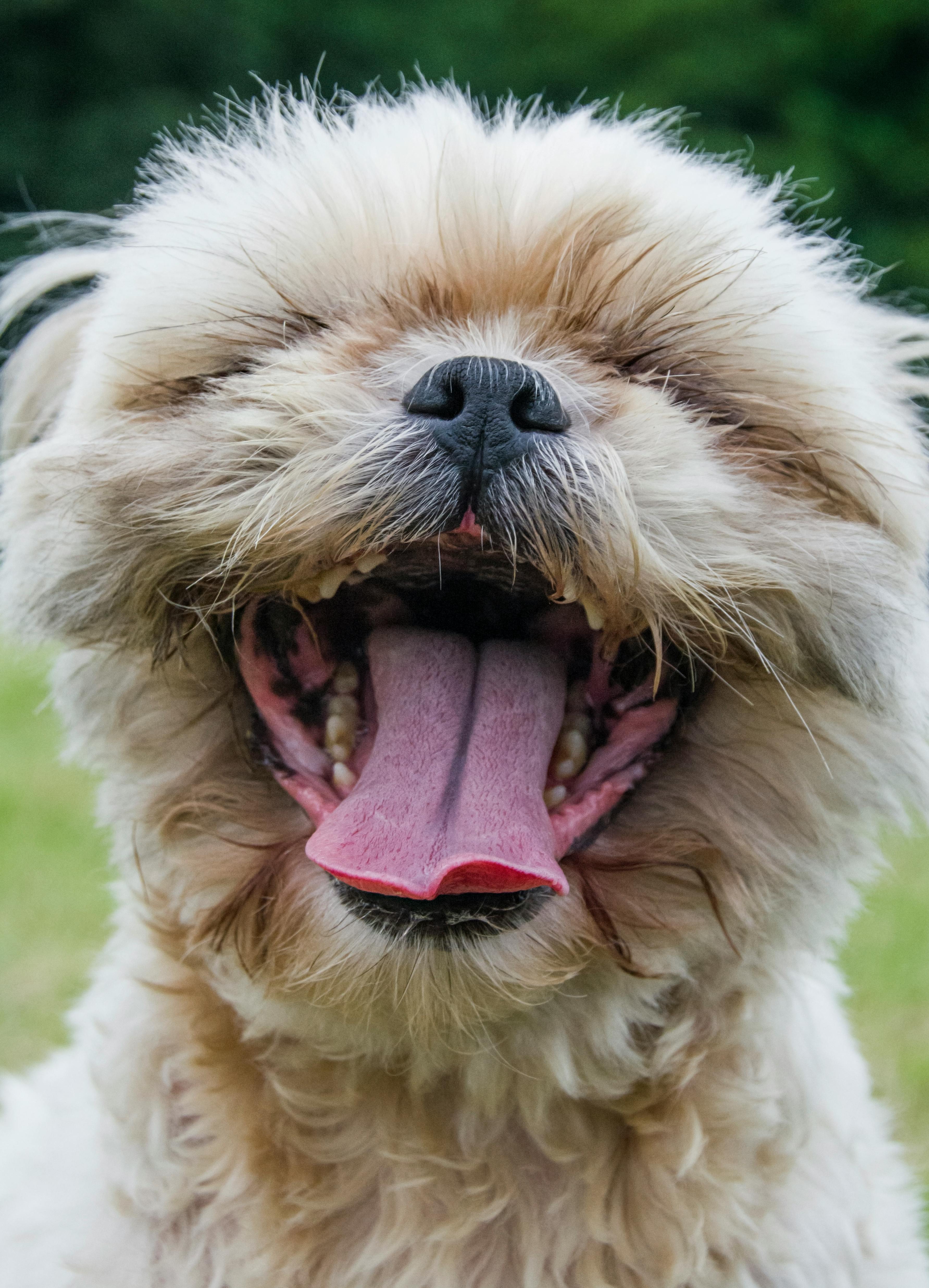 Loyalty Photos, Download The BEST Free Loyalty Stock Photos & HD Images