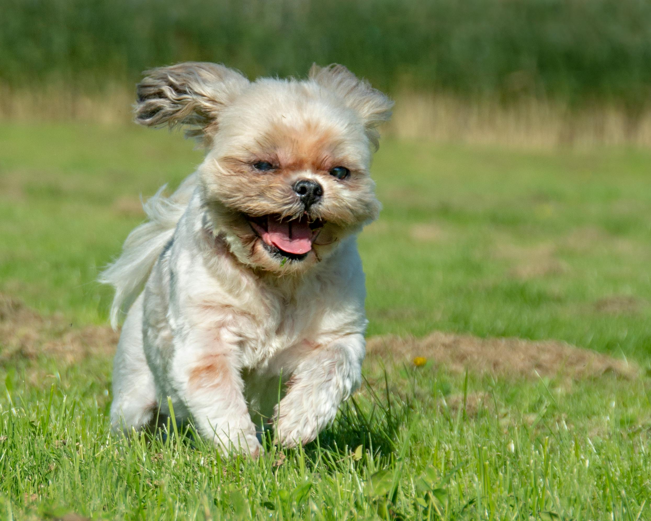 Playful Shih Tzu Running in Sunny Field · Free Stock Photo