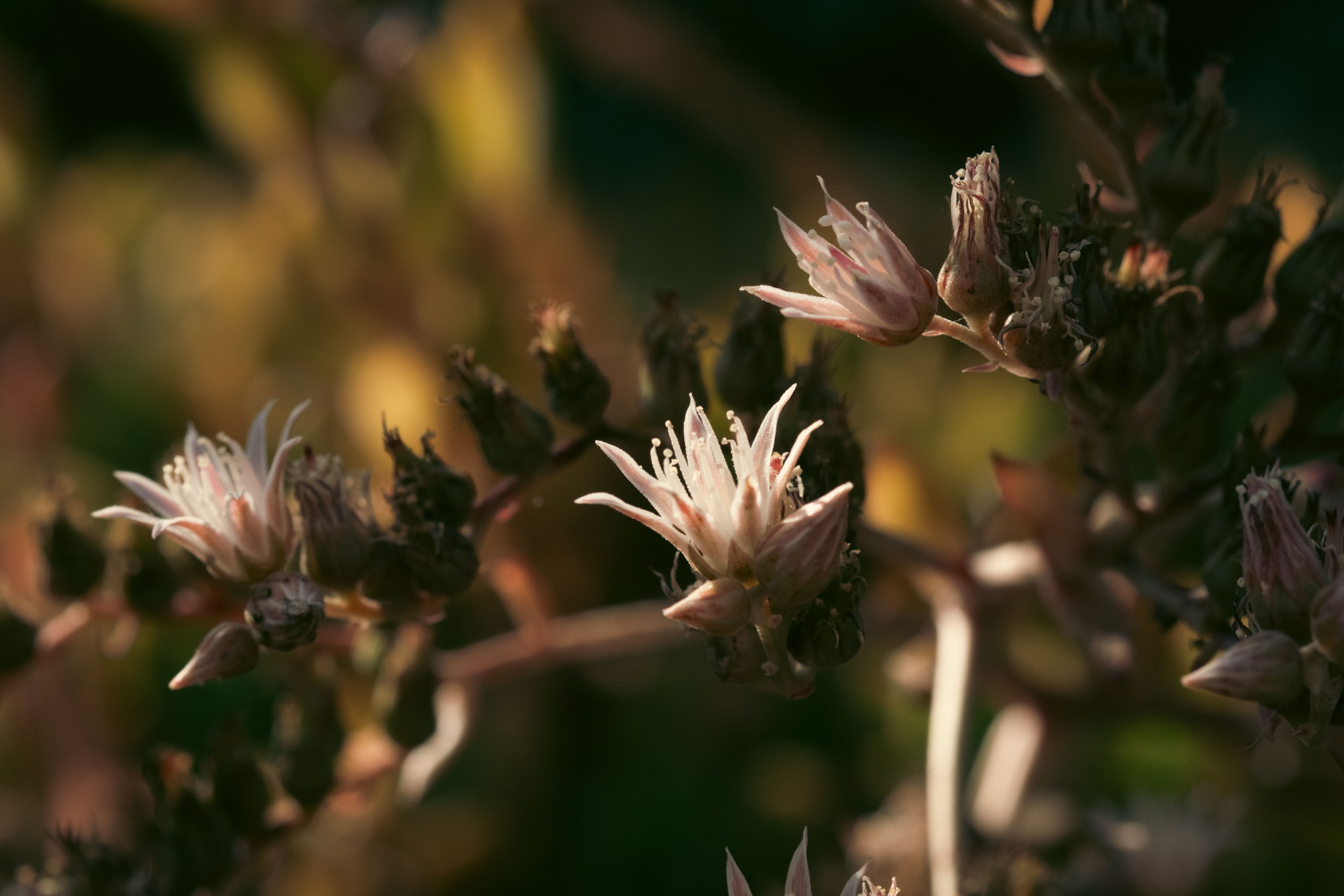 1 Flower Without Background Photos, Download The BEST Free 1 Flower ...