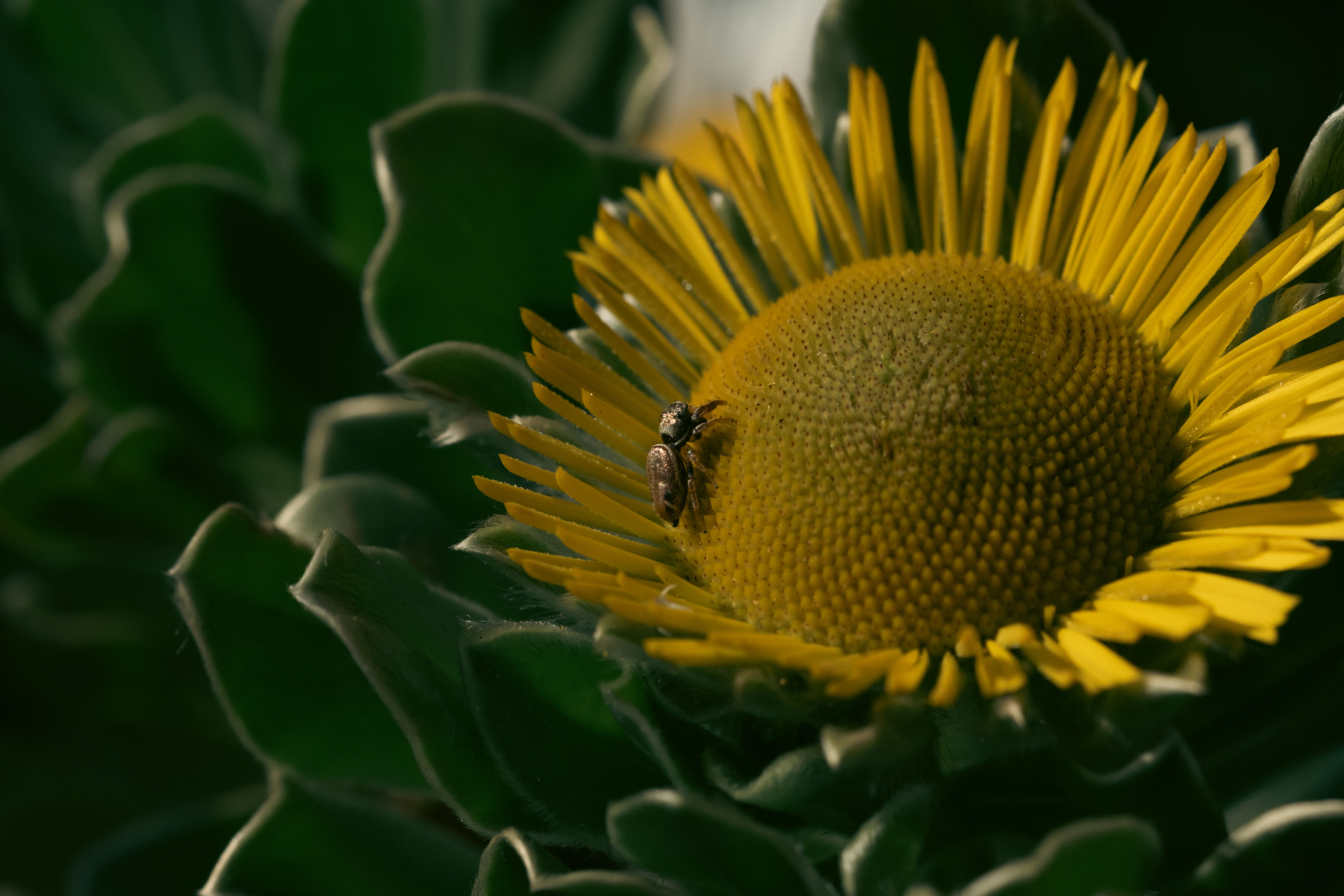 Spider Aesthetic Photos, Download The BEST Free Spider Aesthetic Stock ...