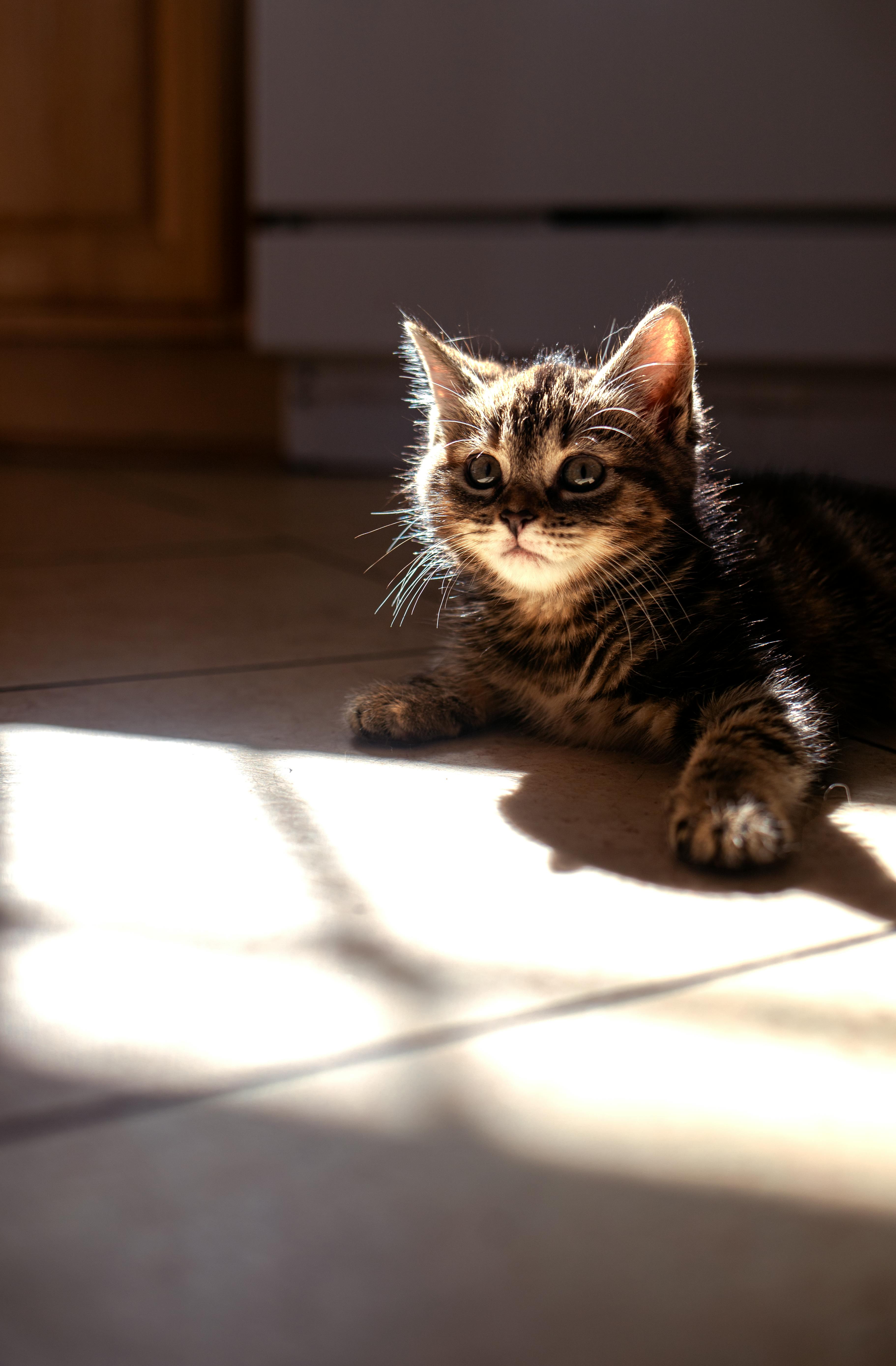 Cat Screensaver Photos, Download The BEST Free Cat Screensaver Stock ...