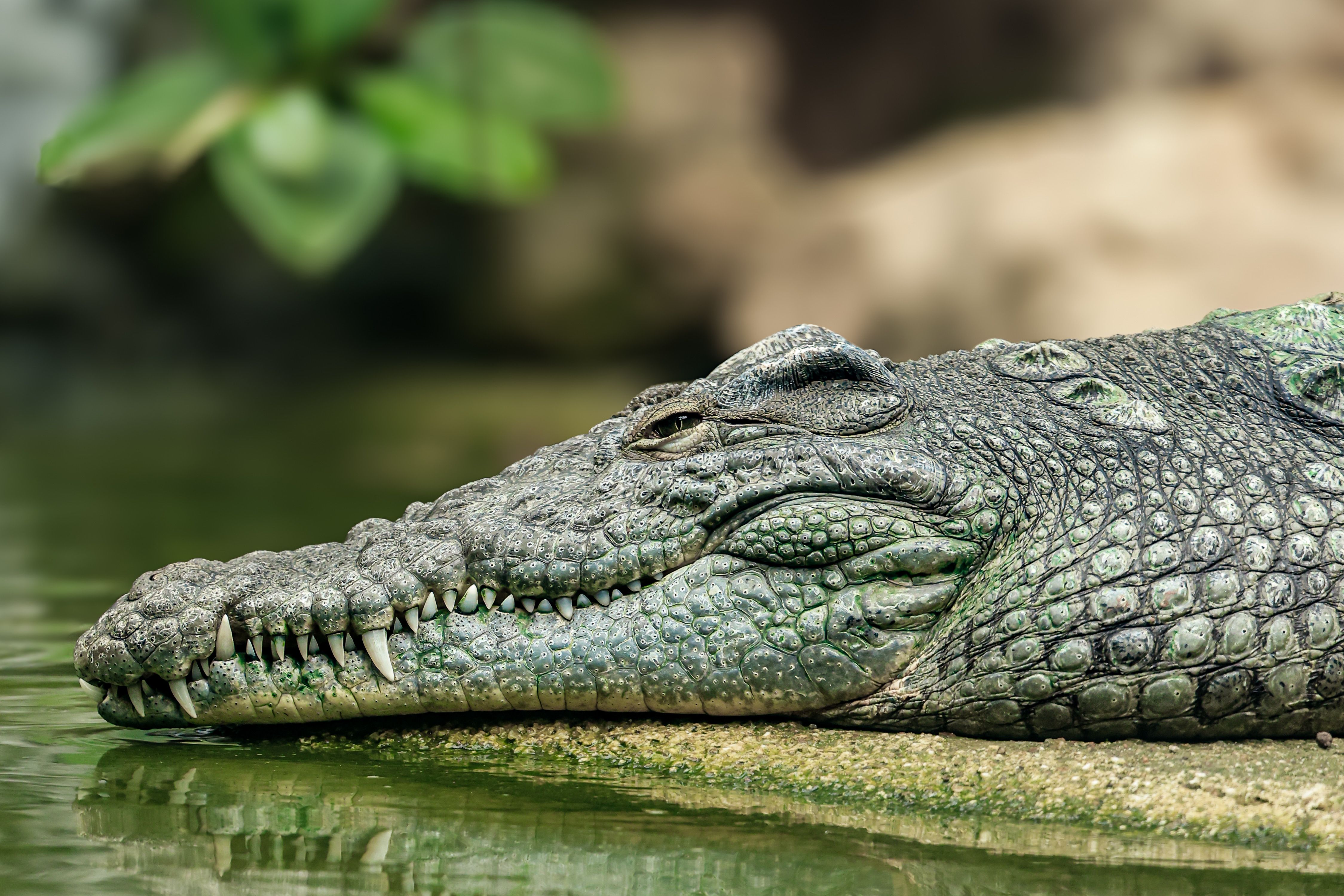 Alligator Photos, Download The BEST Free Alligator Stock Photos & HD Images