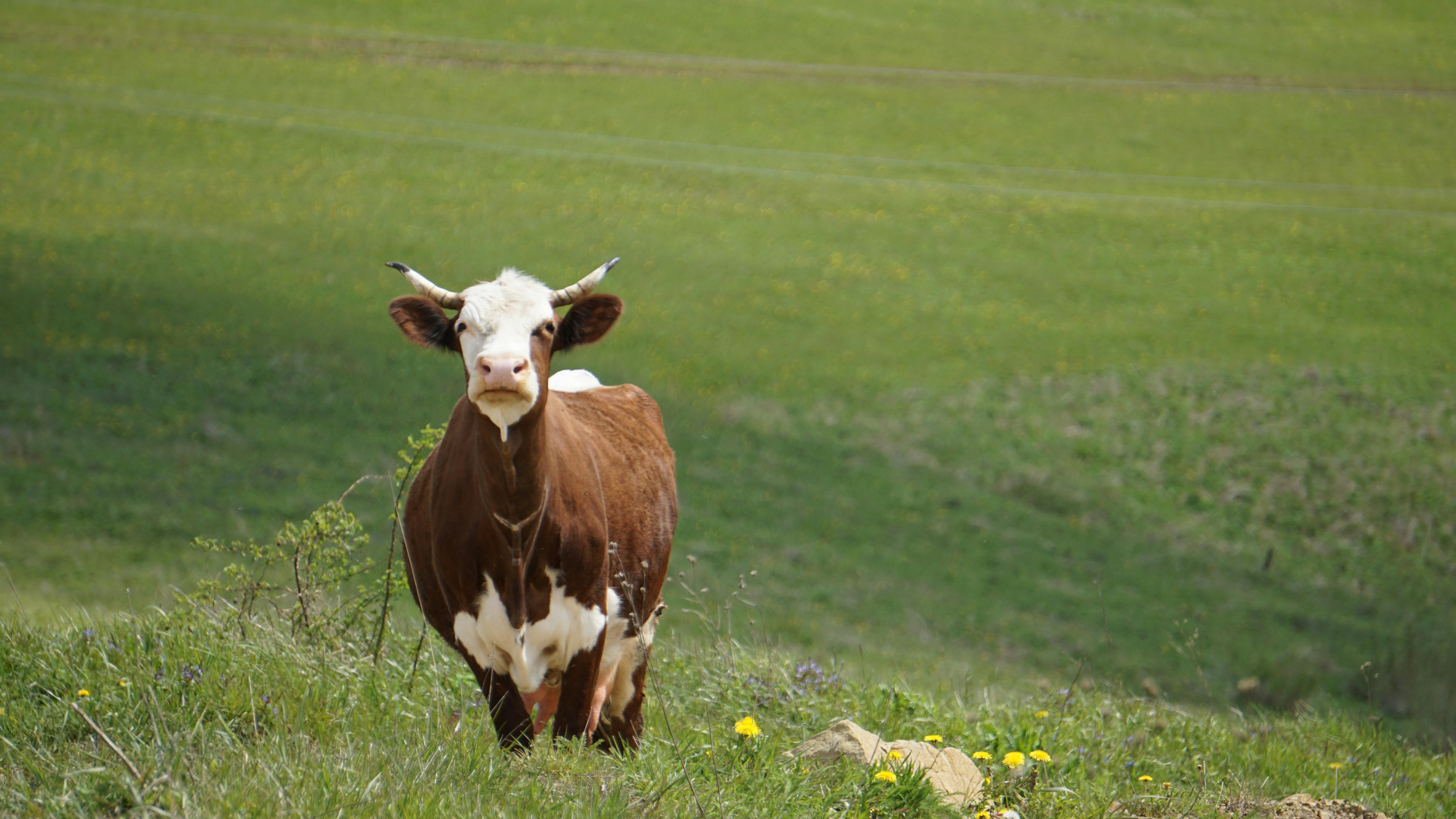 Vaca Marrom E Branca Pastando Em Pasto Exuberante · Foto profissional ...