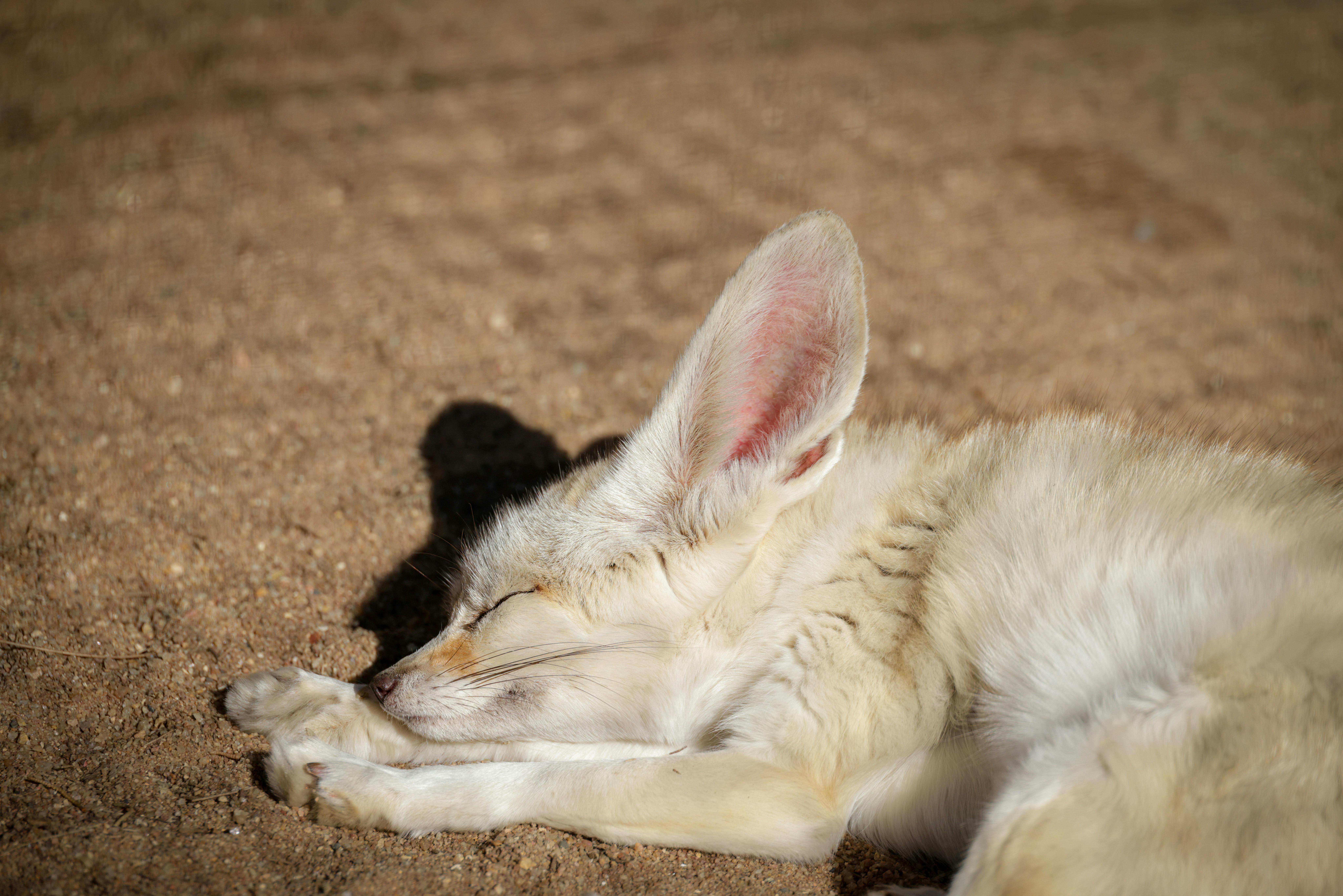 Fennec Fox Resting Peacefully on Desert Sand · Free Stock Photo