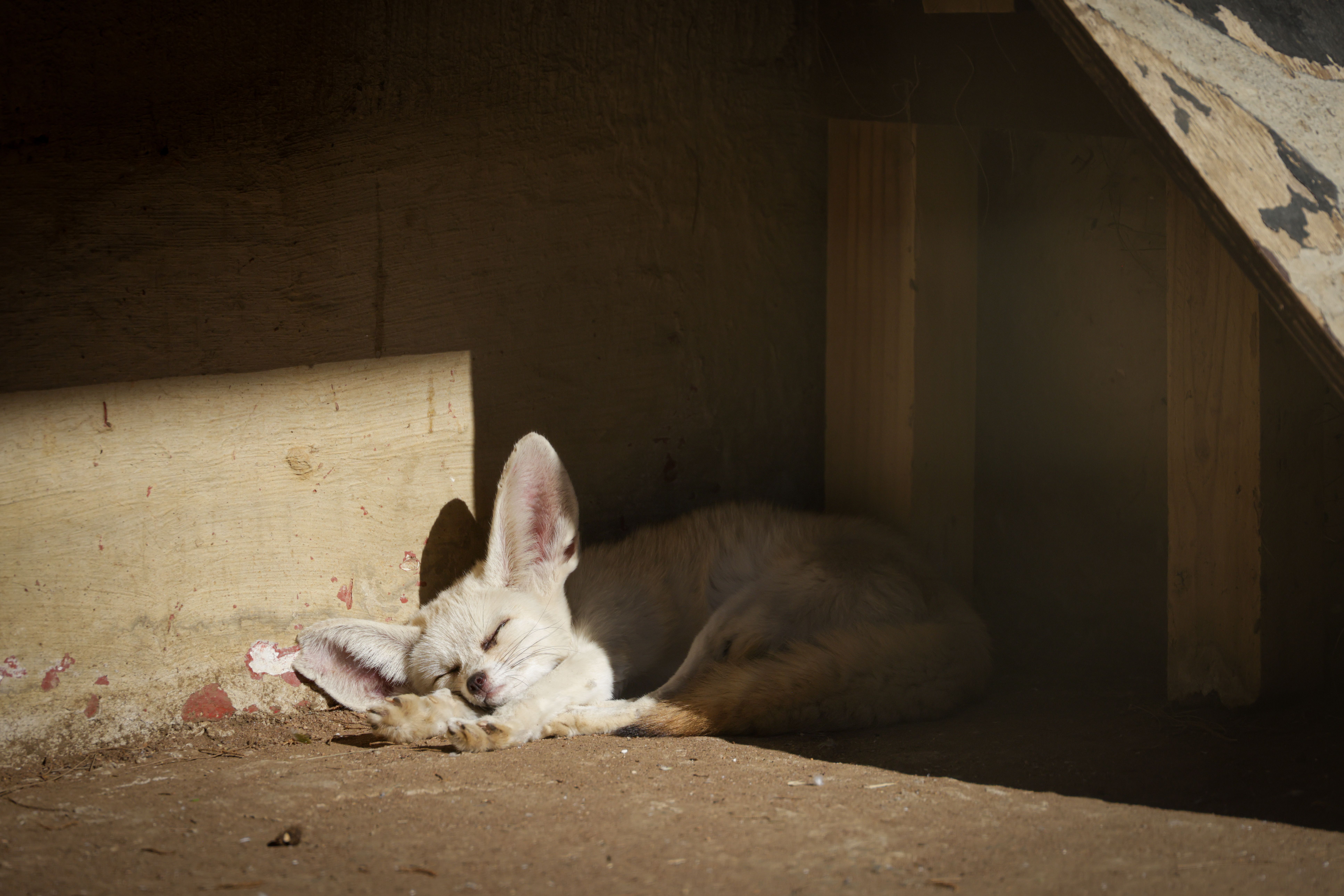Sleeping Fennec Fox Enjoying Sunlight in Shelter · Free Stock Photo