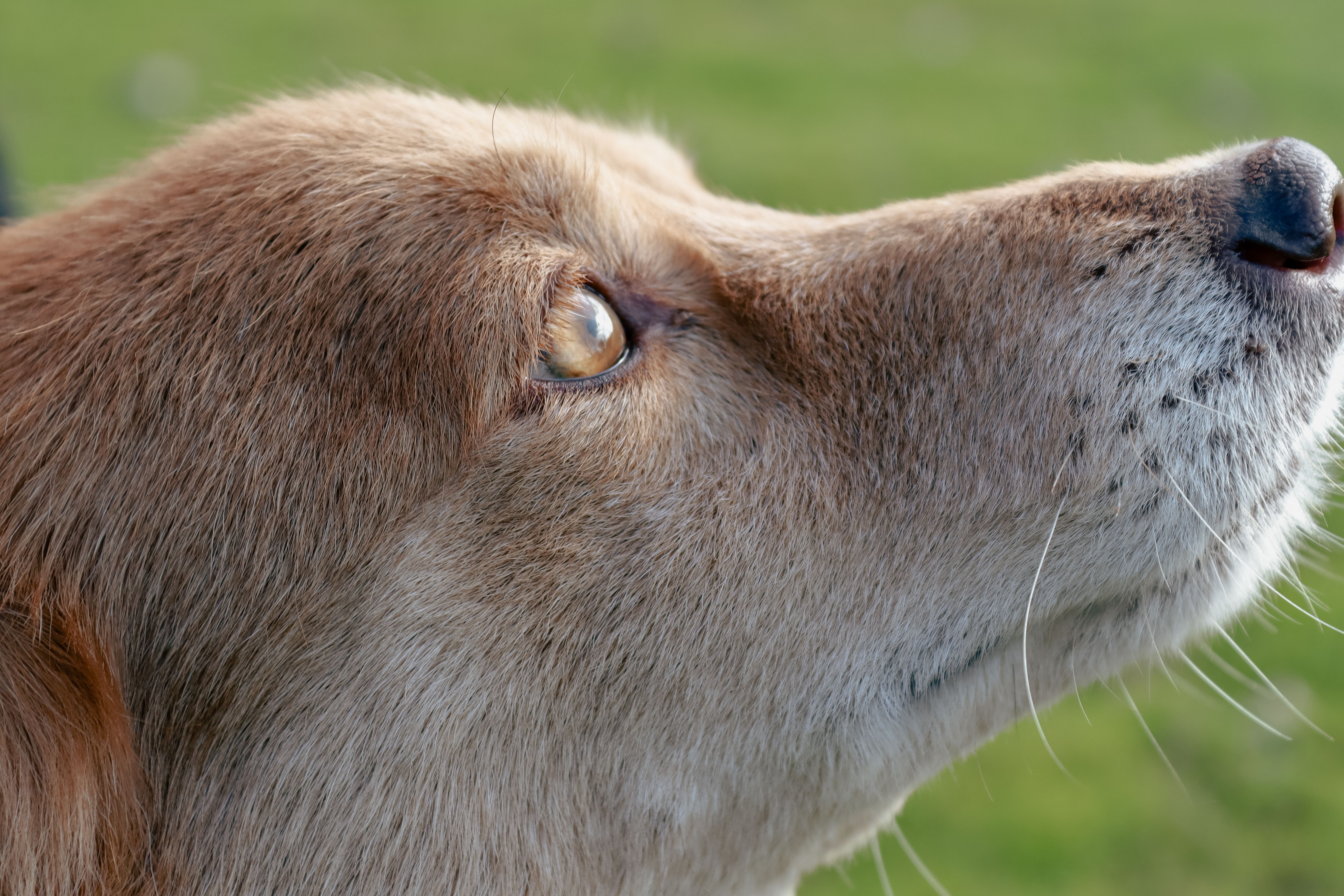 Close Up Do Perfil Lateral De Um Cão Marrom Na Natureza · Foto ...