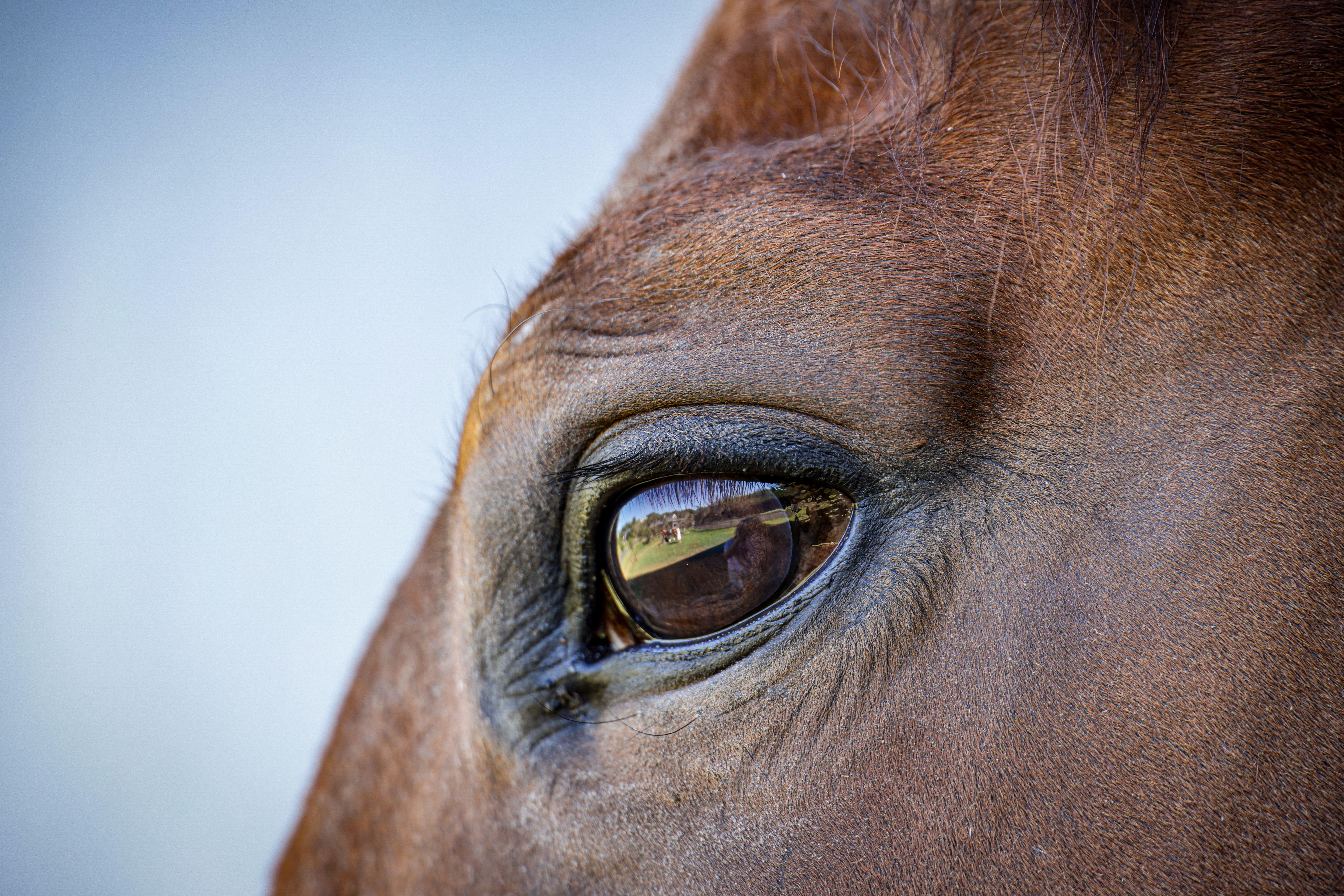 Depth Of Field Eye Test Photos, Download The BEST Free Depth Of Field ...