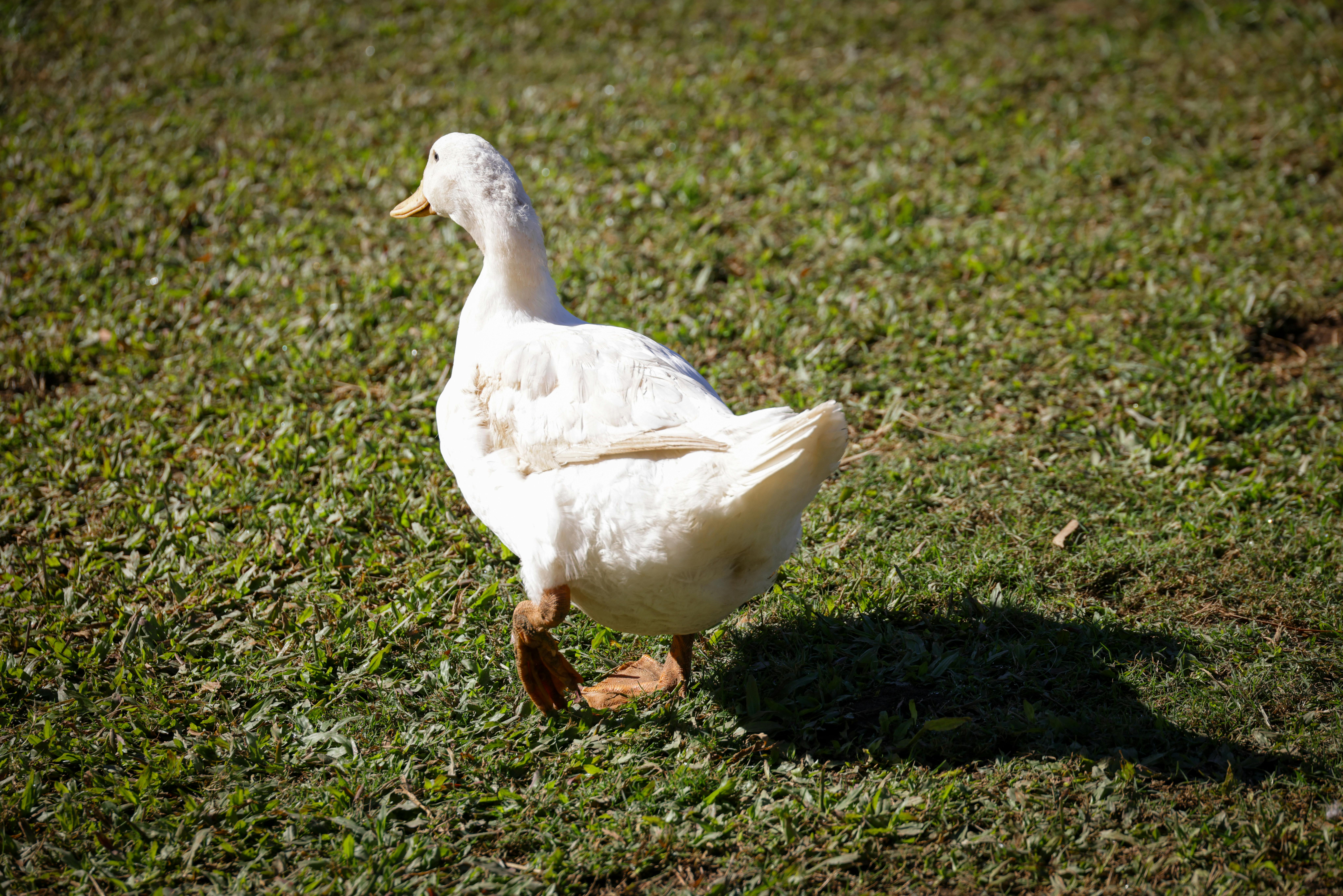 Moose And Goose Photos, Download The BEST Free Moose And Goose Stock ...