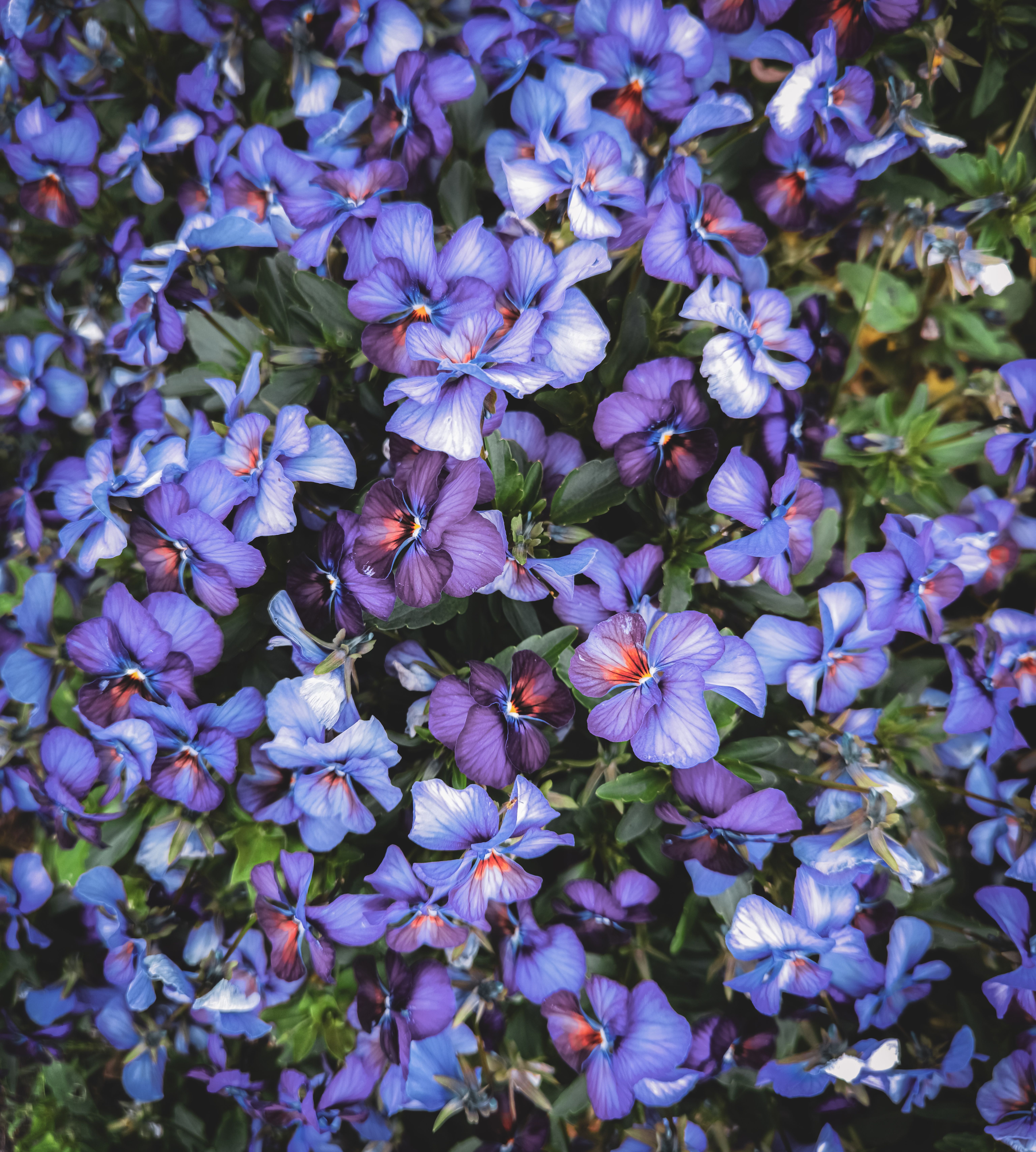 Close-Up of Vibrant Purple Viola Flowers in Bloom · Free Stock Photo