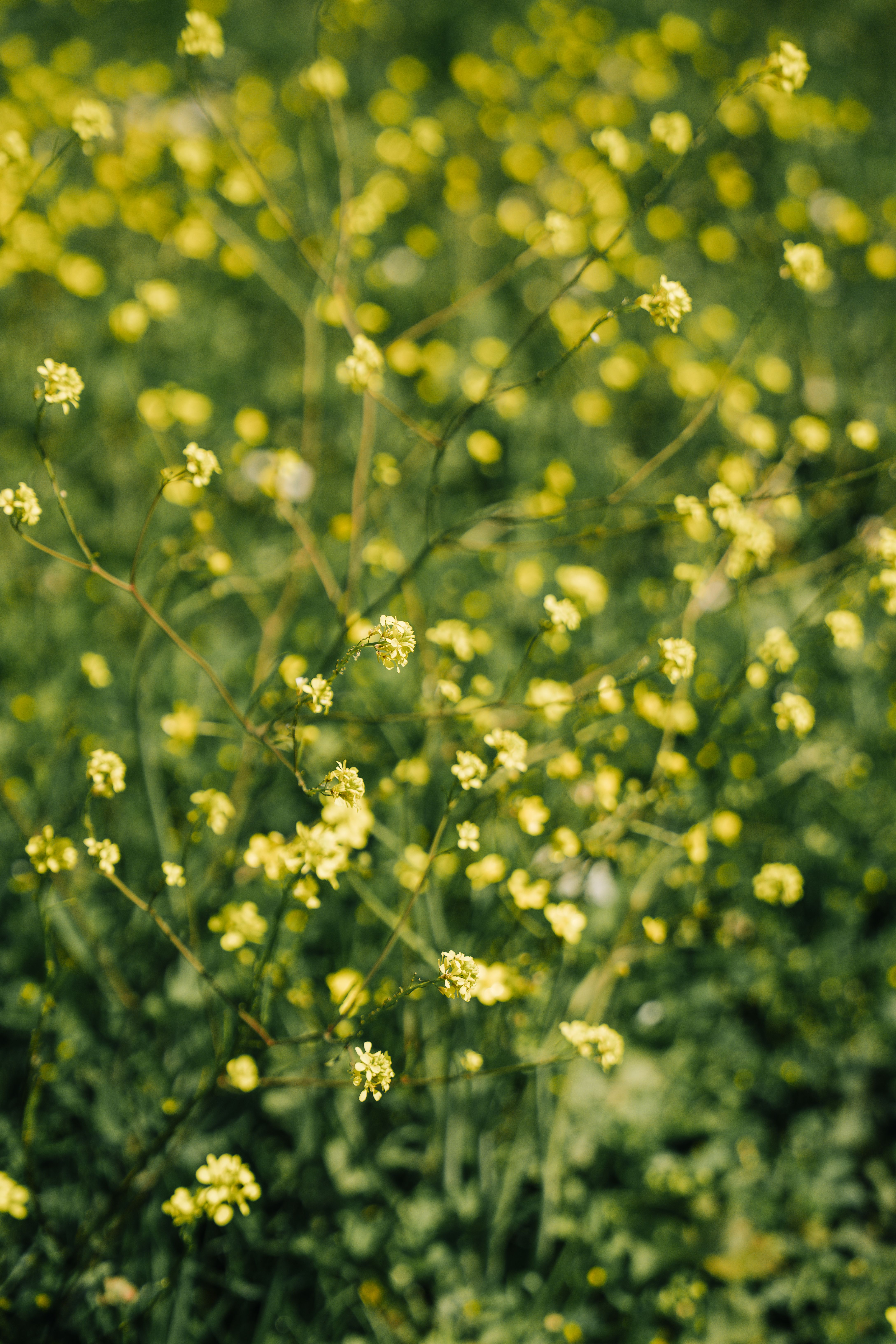 Beautiful Blooming Mustard Flowers in Spring · Free Stock Photo