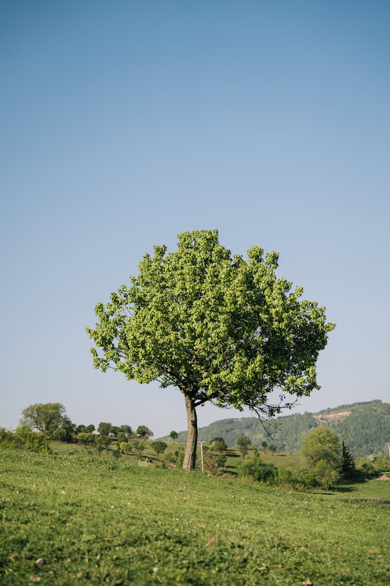 Oak Tree Photos, Download The BEST Free Oak Tree Stock Photos & HD Images