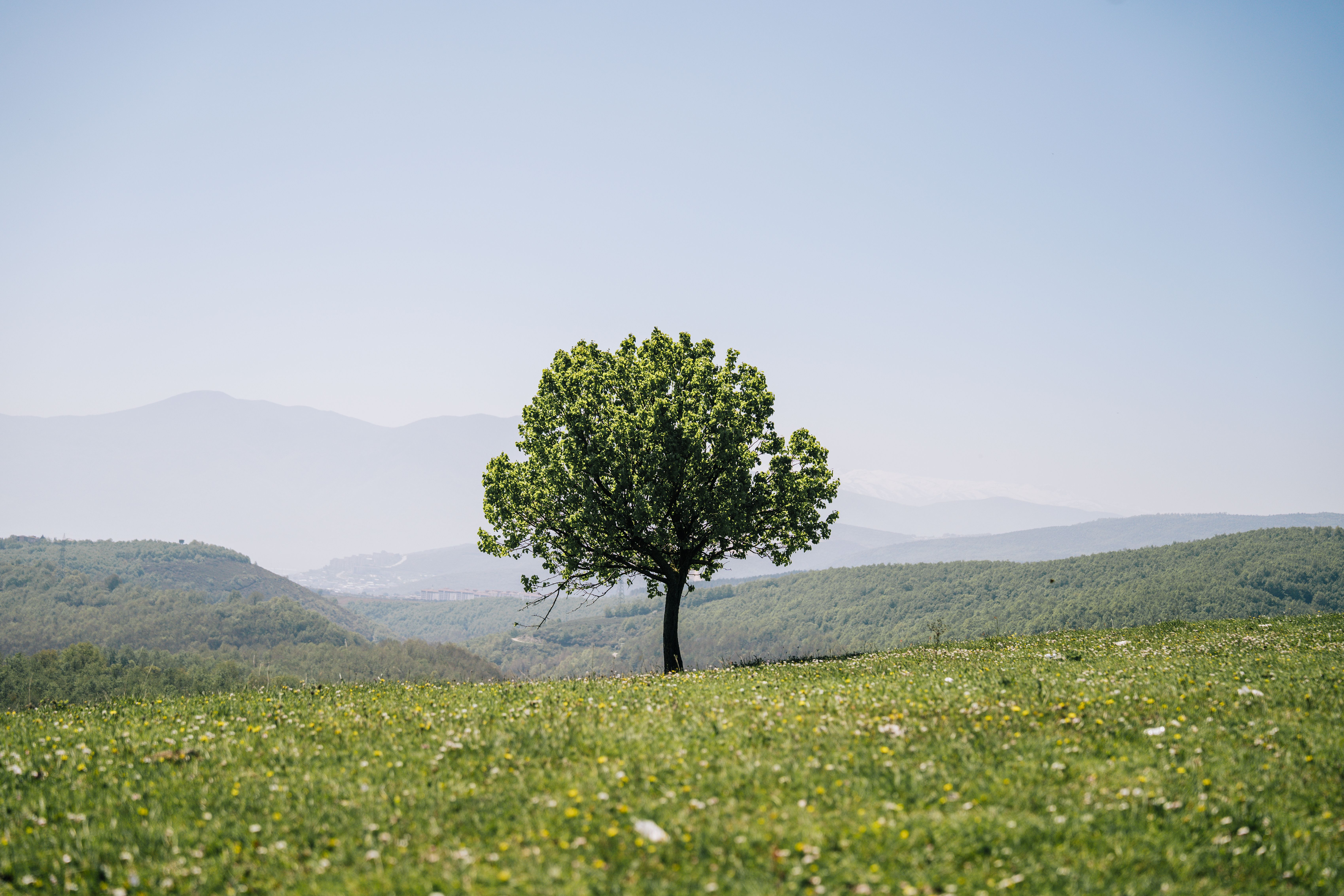Eenzame Boom In Zonnig Berglandschap · Gratis stockfoto
