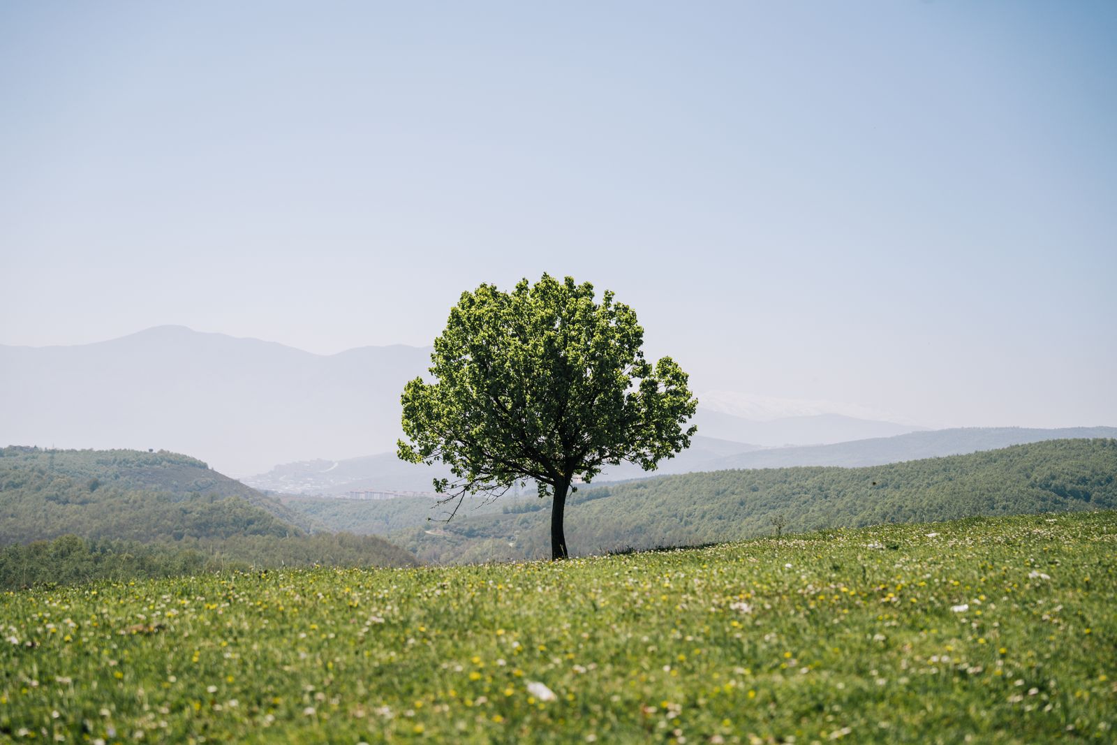 Single Tree Photos, Download The BEST Free Single Tree Stock Photos ...