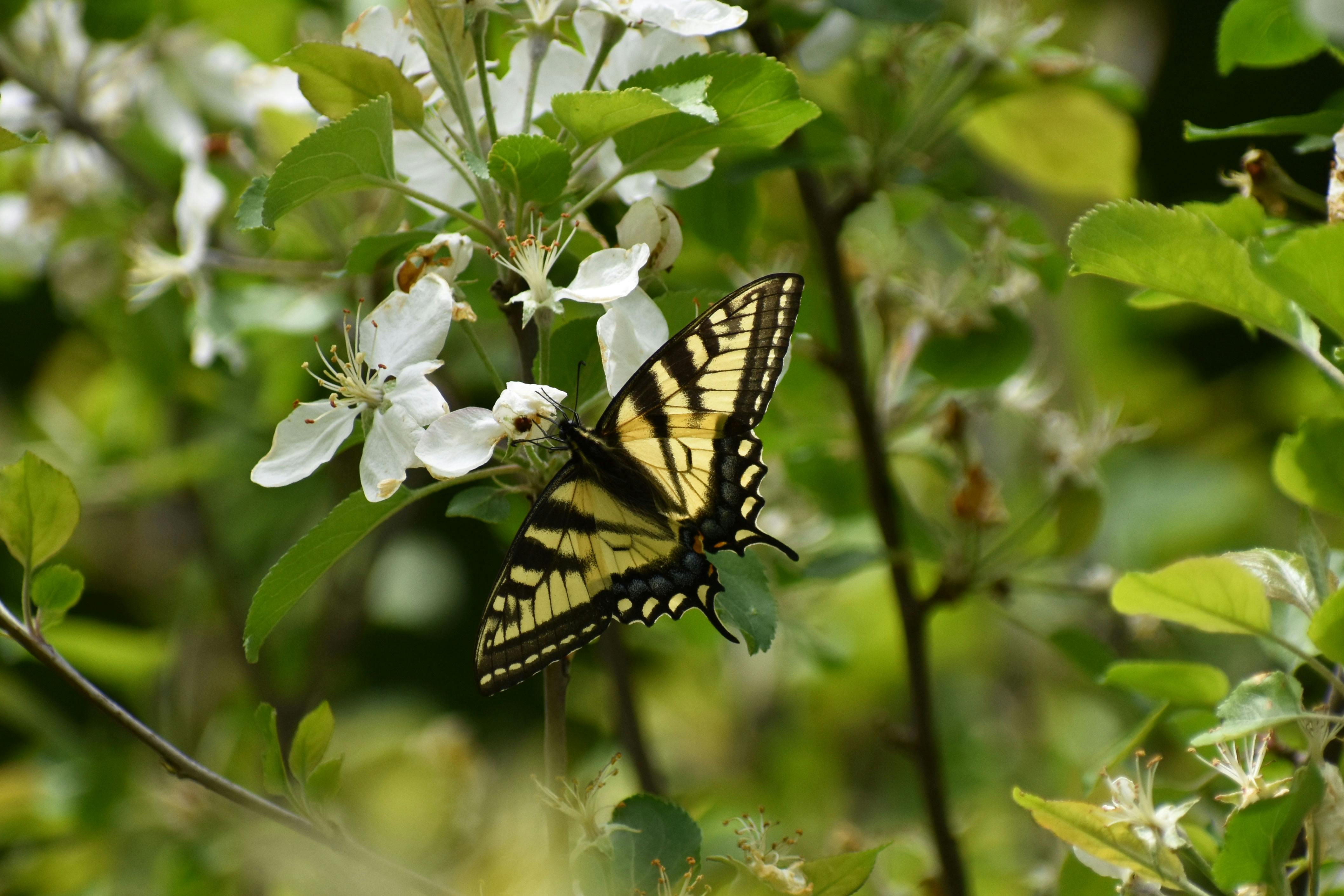 Beautiful Swallowtail Butterfly on a Flowering Branch · Free Stock Photo