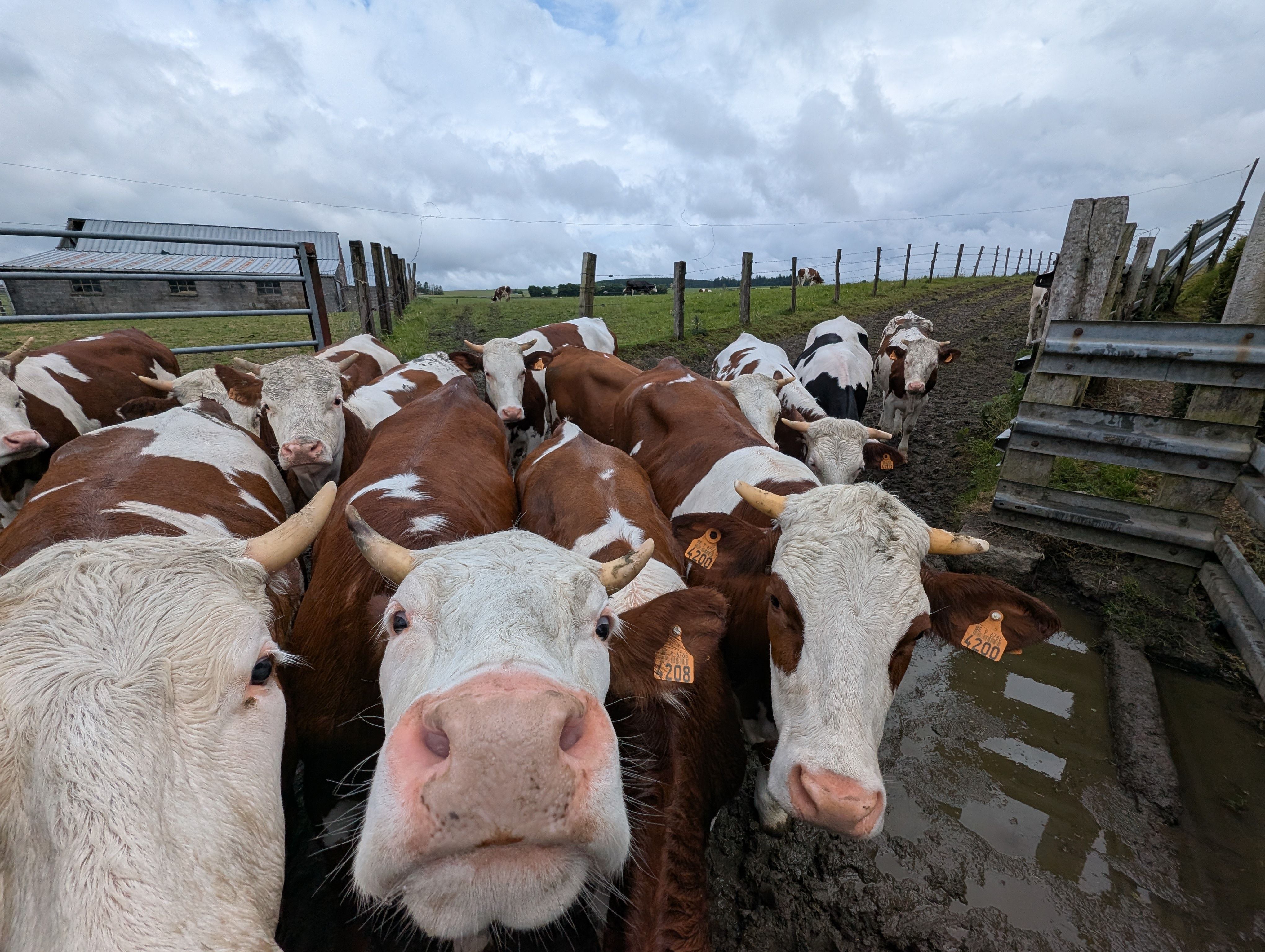 Belgian Cows Photos, Download The BEST Free Belgian Cows Stock Photos ...