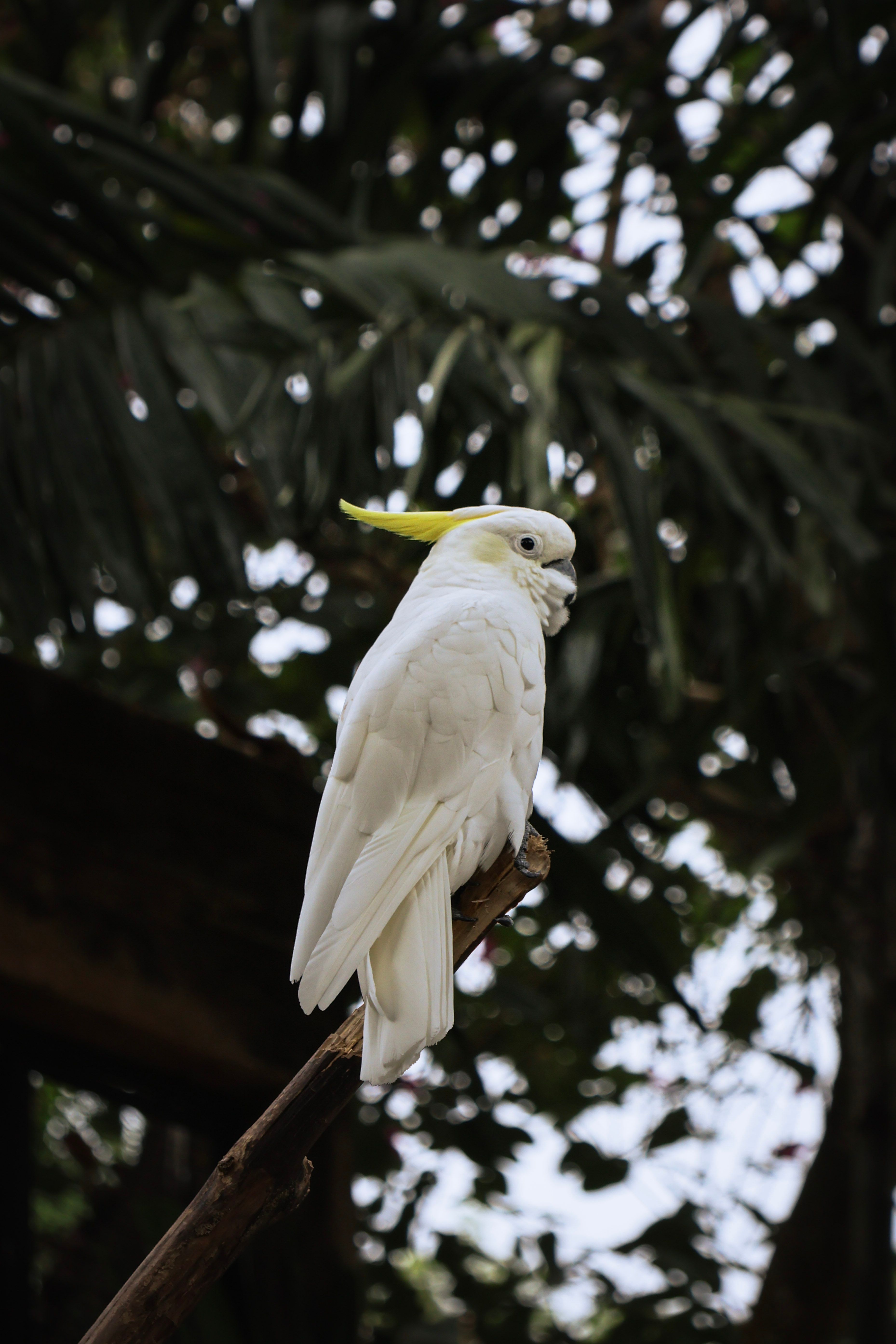 Stunning White Cockatoo in Bali Jungle Setting · Free Stock Photo