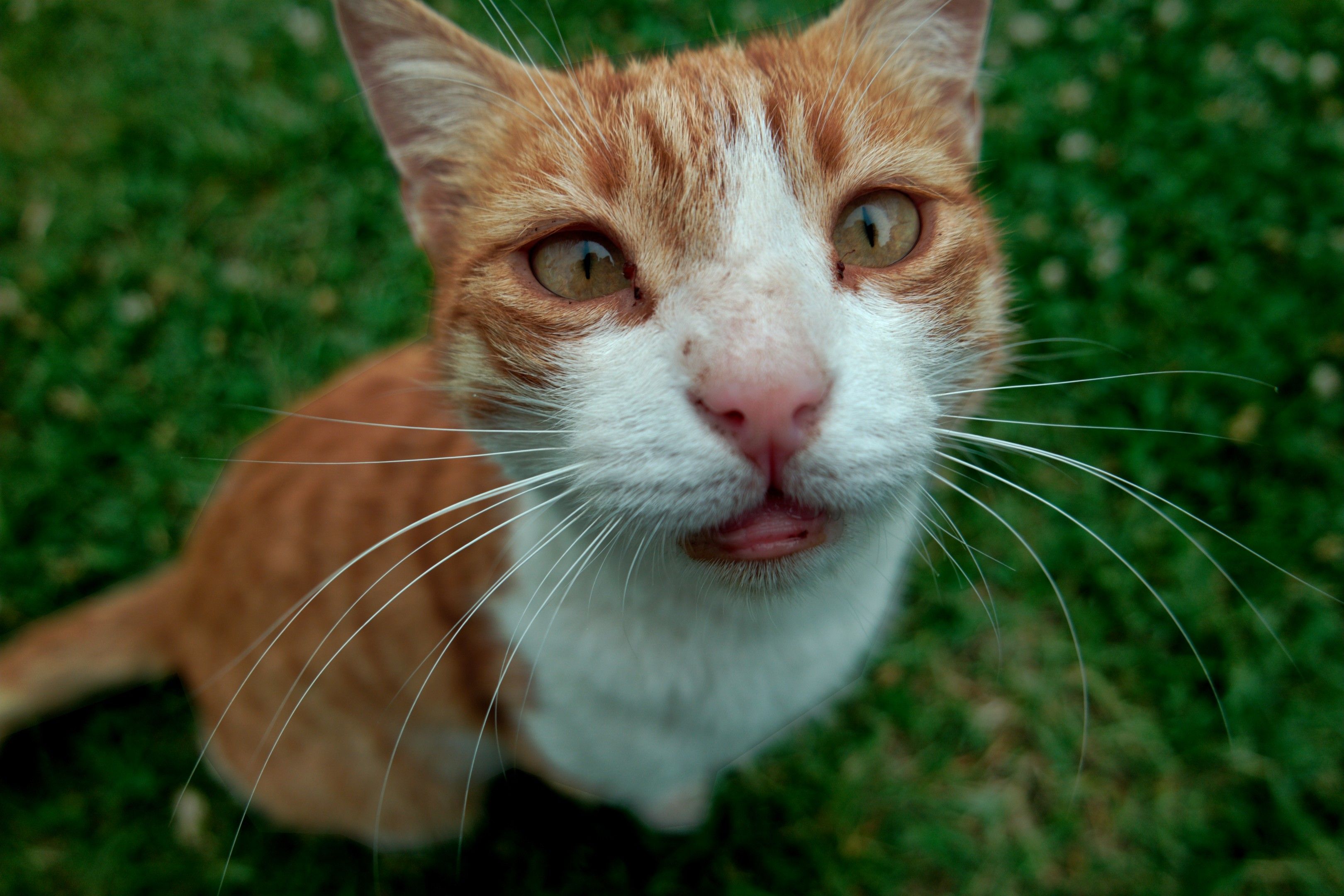 Kitty Photos, Download The BEST Free Kitty Stock Photos & HD Images