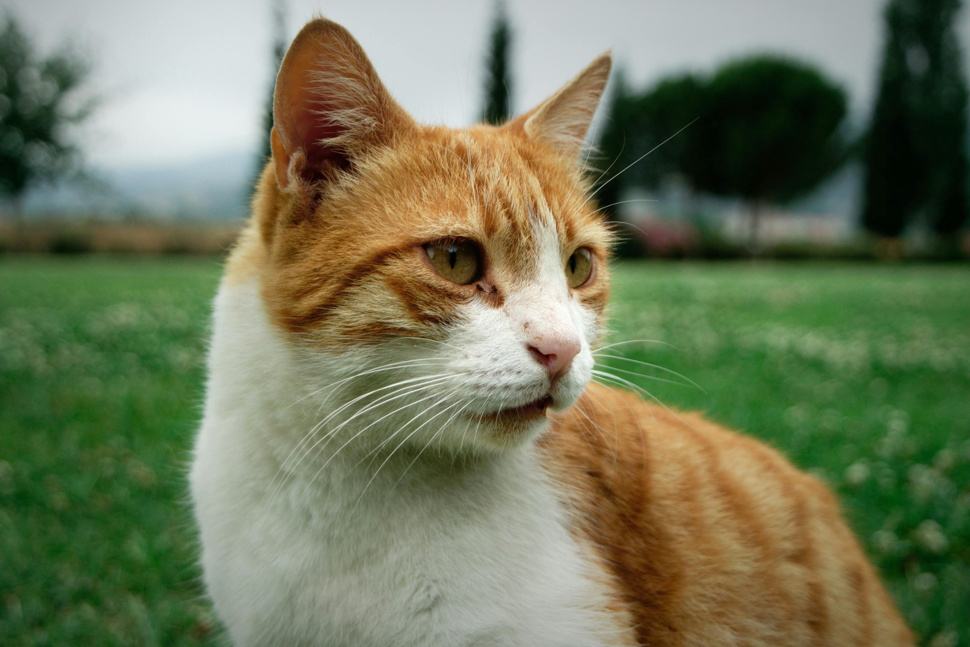 Cat Screensaver Photos, Download The BEST Free Cat Screensaver Stock Photos & HD Images