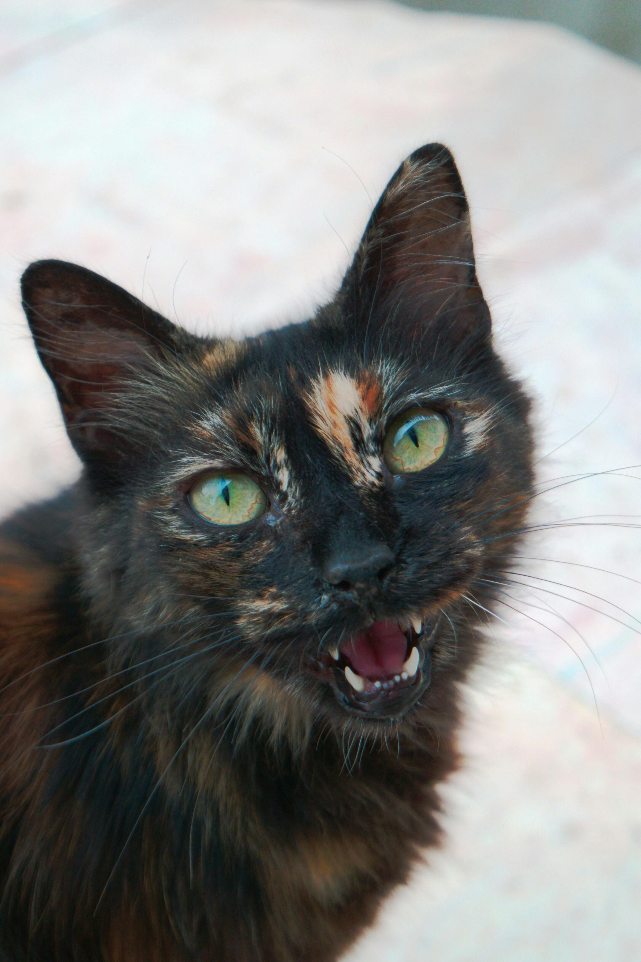 Cat Screensaver Photos, Download The BEST Free Cat Screensaver Stock ...